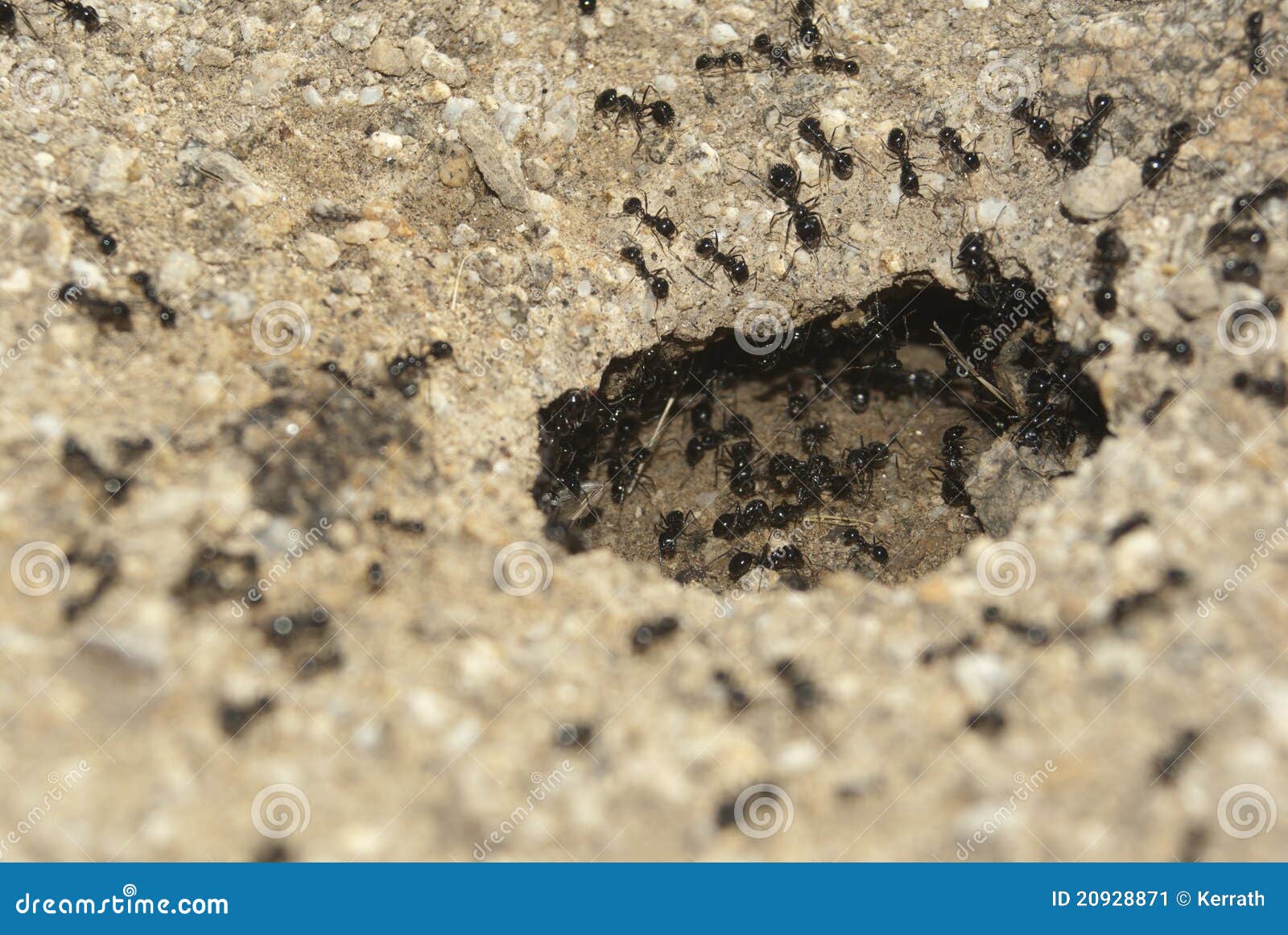 Black Ant Hive stock image. Image of hole, construction - 20928871