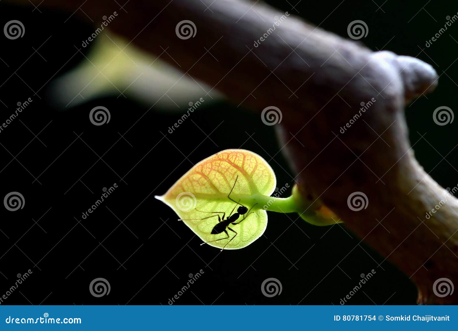 Black Ant on a Leaf at a Tree Stock Photo - Image of beautiful, green ...