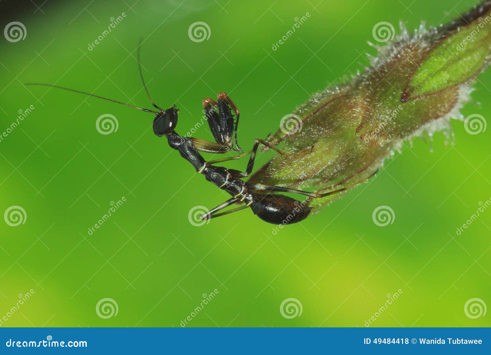 Black ant mantis stock photo. Image of dragonfly, animal - 49484418