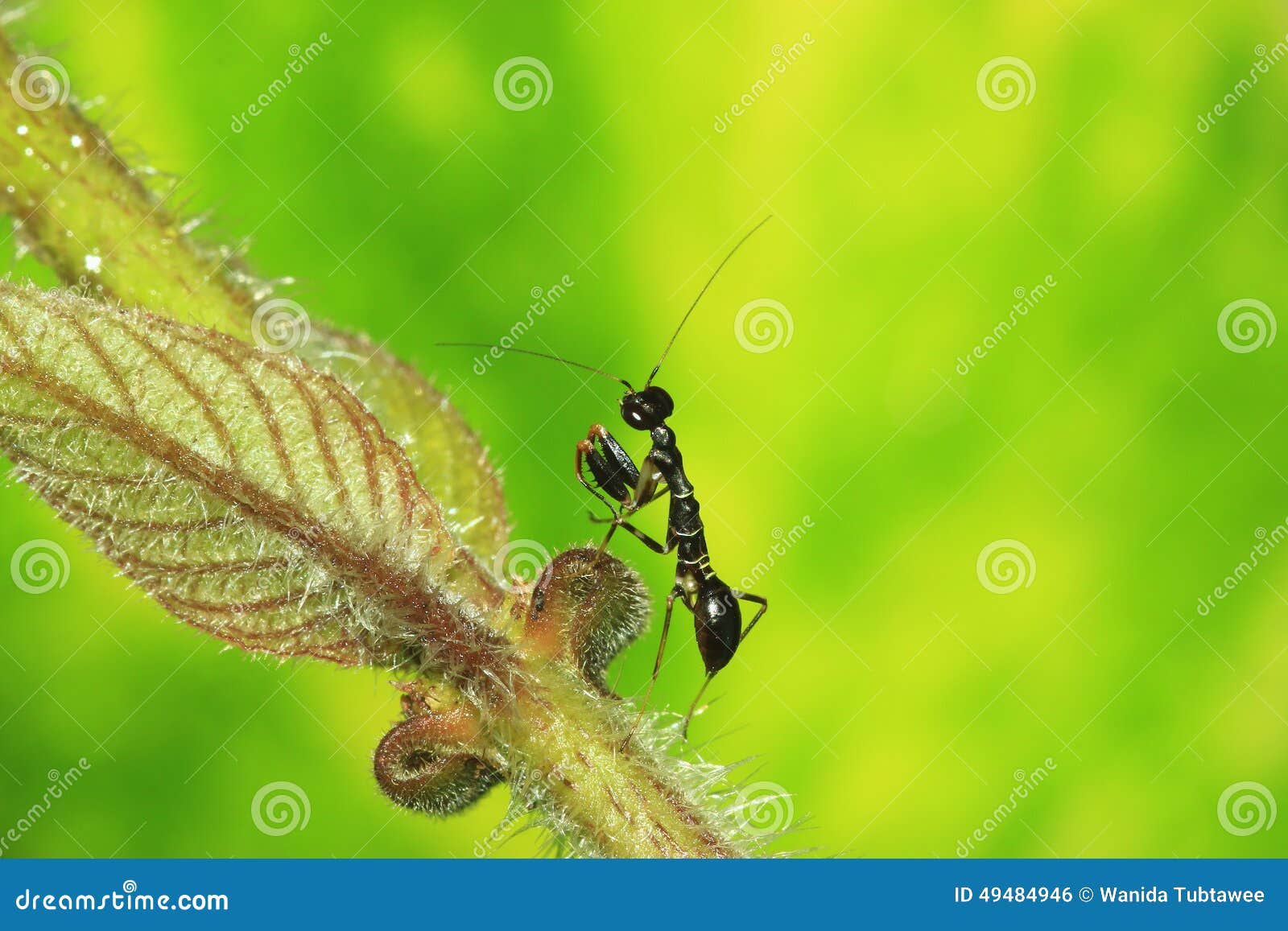 Black ant mantis stock photo. Image of animal, background - 49484946