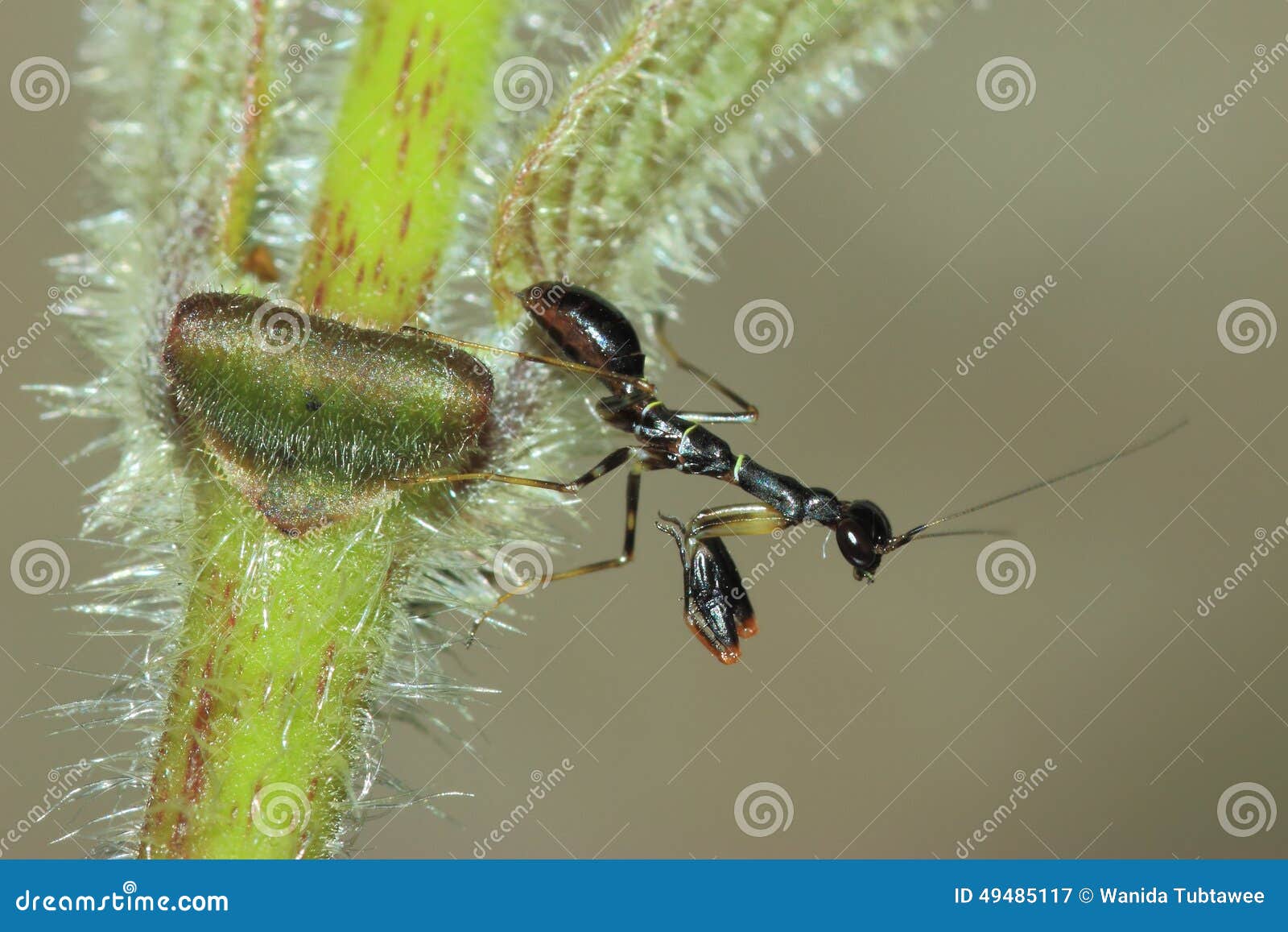 Black ant mantis stock image. Image of forest, butterflies - 49485117