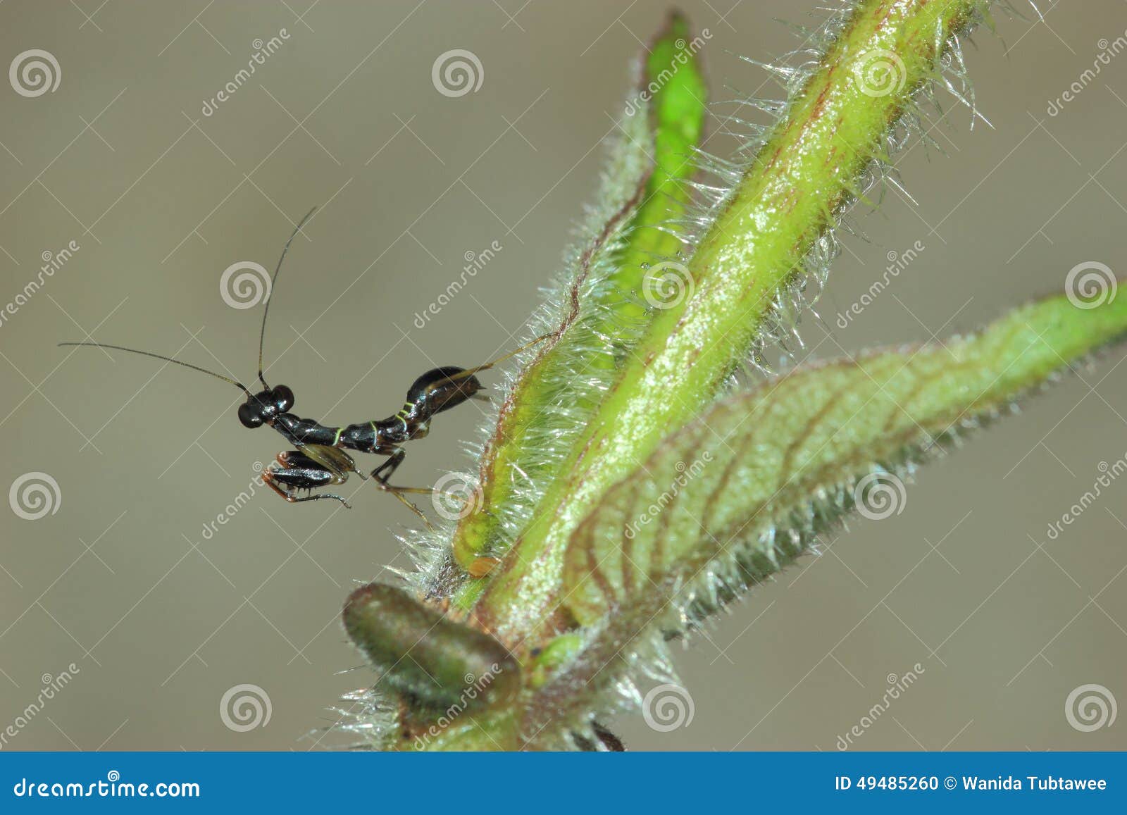 Black ant mantis stock photo. Image of aphids, animal - 49485260