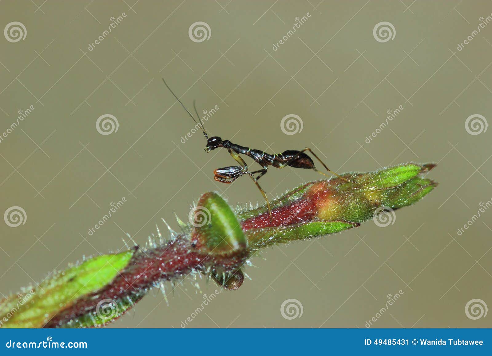 Black ant mantis stock image. Image of laem, epraprigg - 49485431