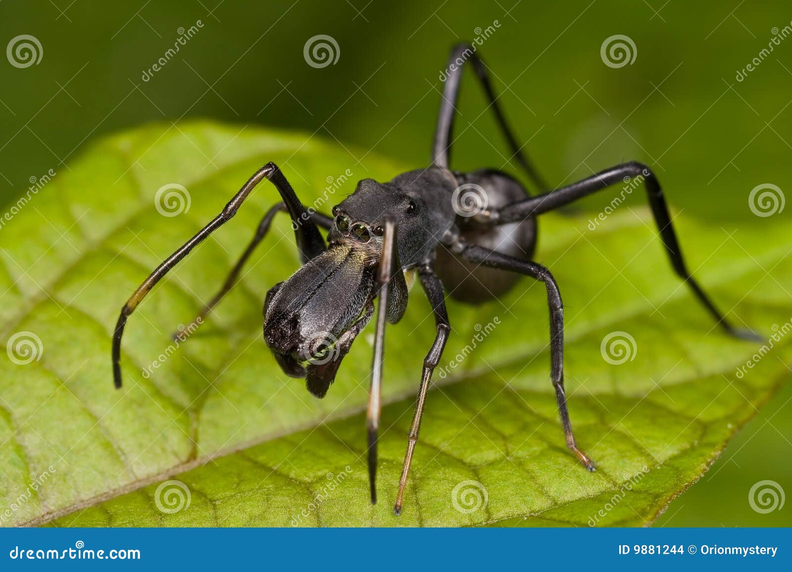 Black Ant Mimic Jumping Spider, Myrmarachne Stock Photo | CartoonDealer ...