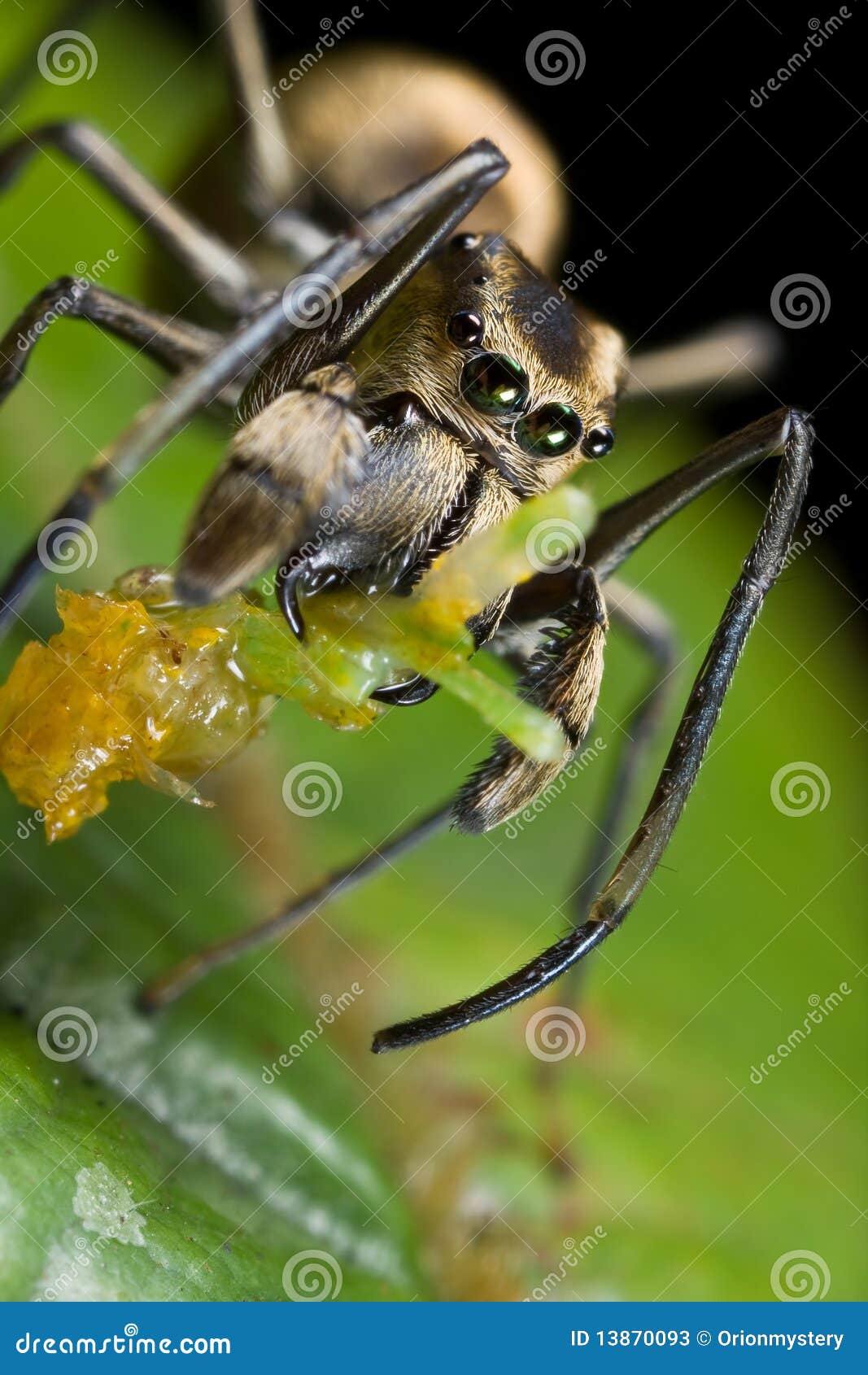Black Ant Mimic Spider Royalty-Free Stock Photography | CartoonDealer ...