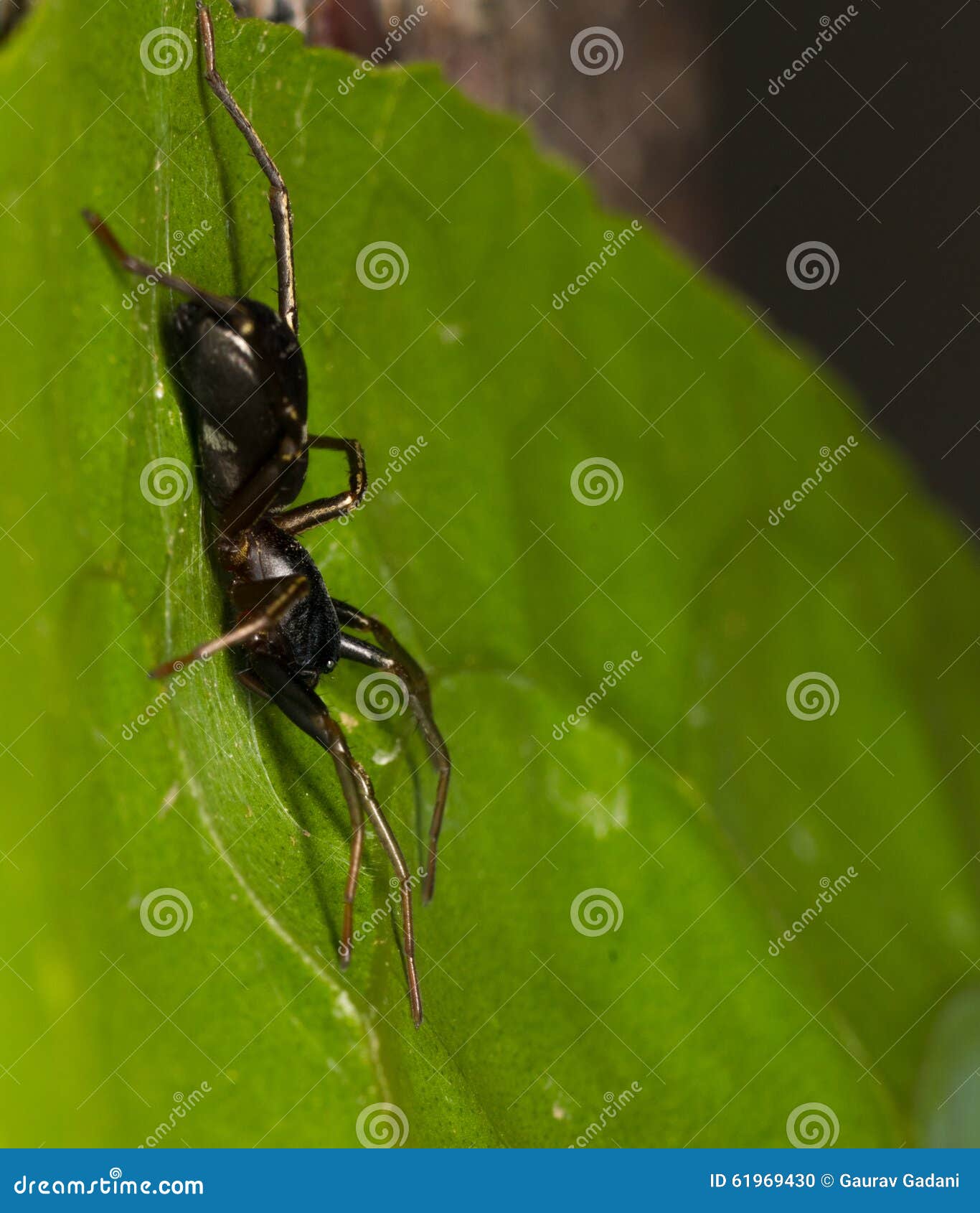 Black Ant Mimic Spider Royalty-Free Stock Photography | CartoonDealer ...