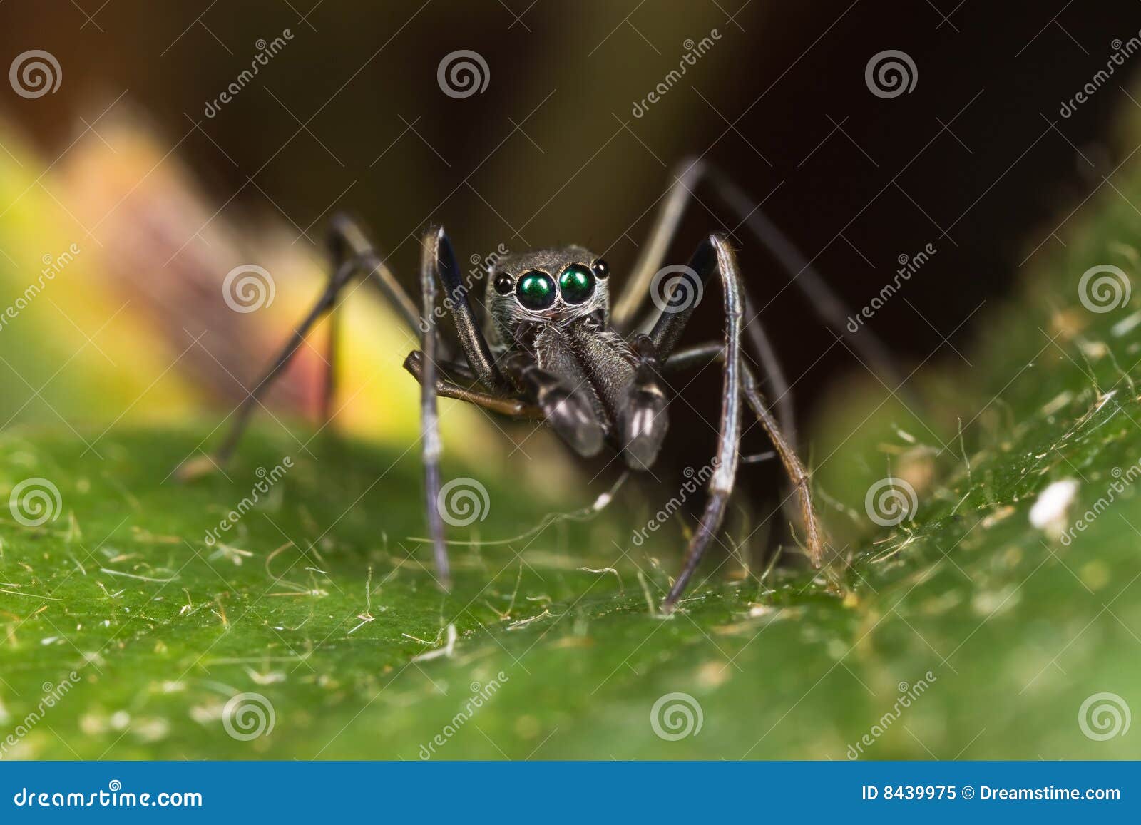 Black Ant-Mimicking Spider Face Stock Image - Image of wildlife, wild ...