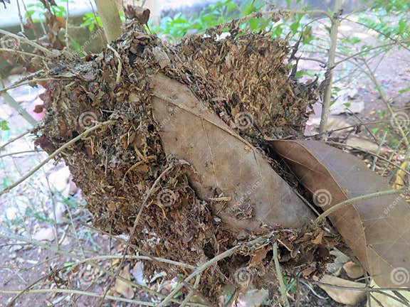 Black Ant Nest in a Tree from Plants 001 Stock Image - Image of bird ...