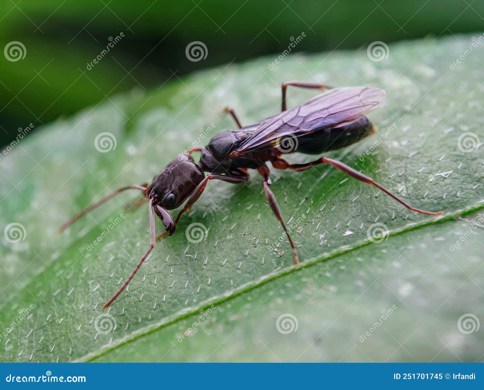 Black Ant with a Pair of Claws 180 Degrees Open. Natural Photo of ...