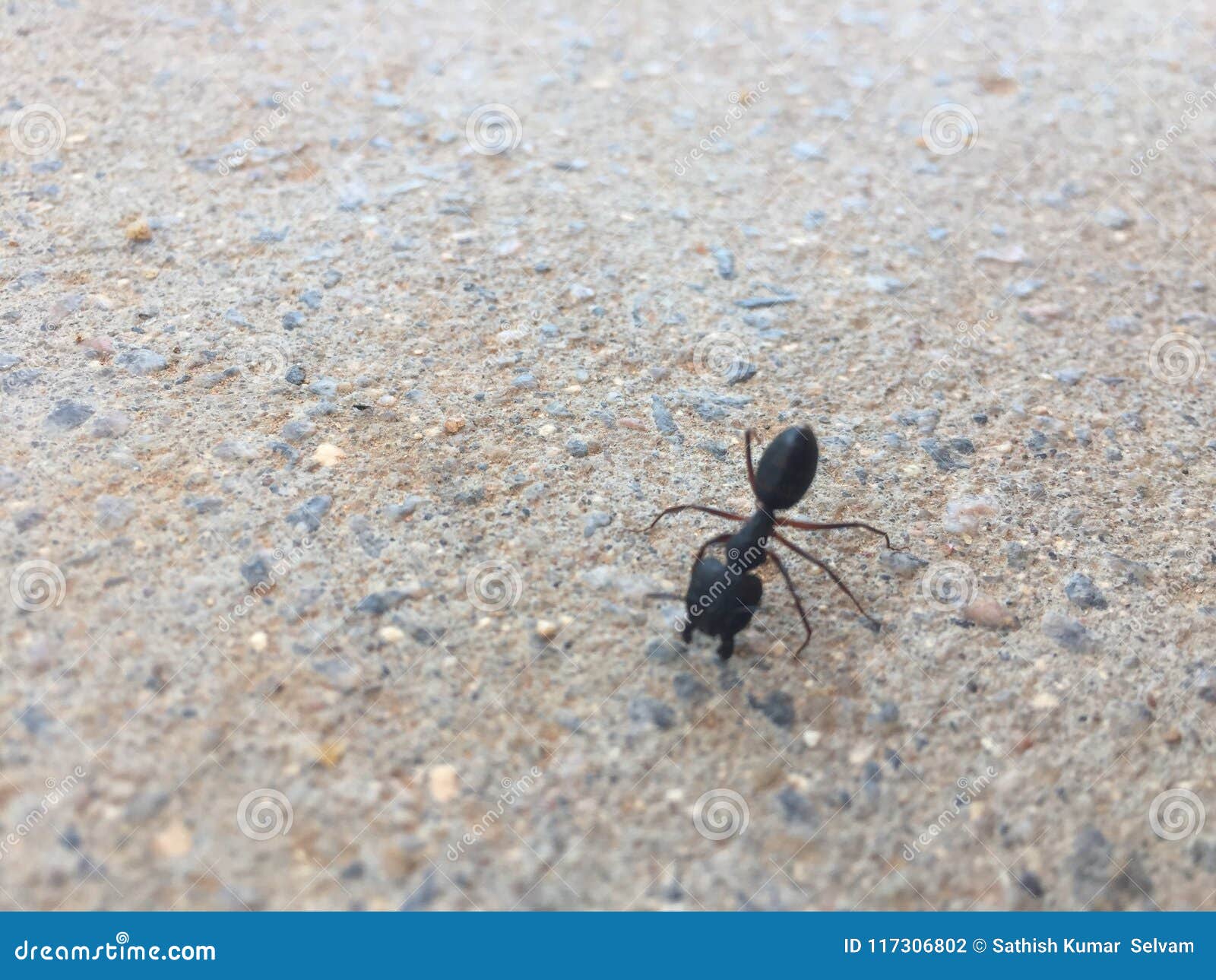 Black ant stock photo. Image of black, perfect, insects - 117306802