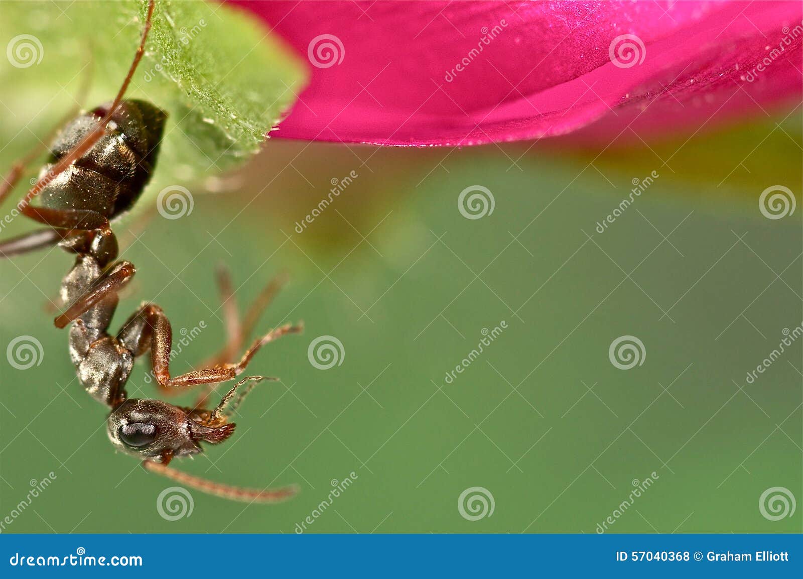 Black ant on a pink flower stock photo. Image of great - 57040368