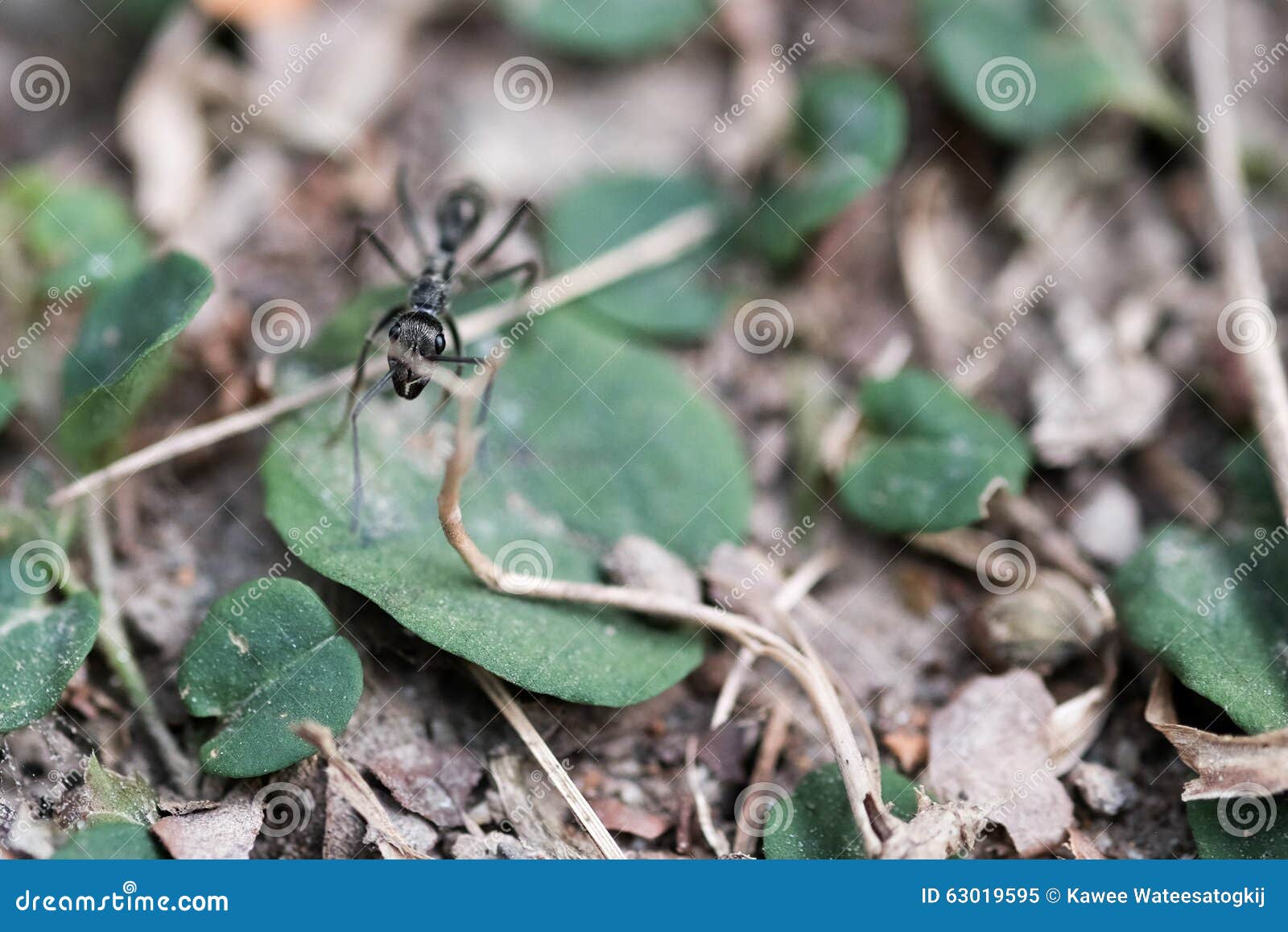 Black Ant Running on the Forest Ground Stock Image - Image of black ...