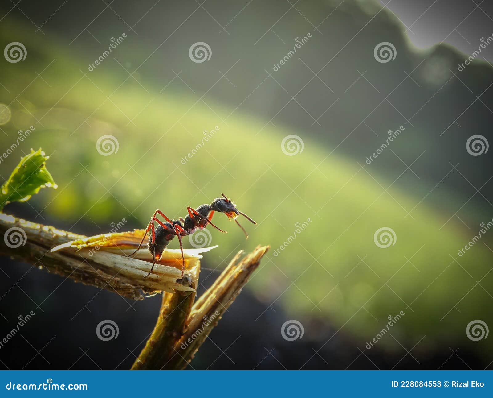 Black Ant Standing on a Broken Tree, in the Morning Stock Image - Image ...