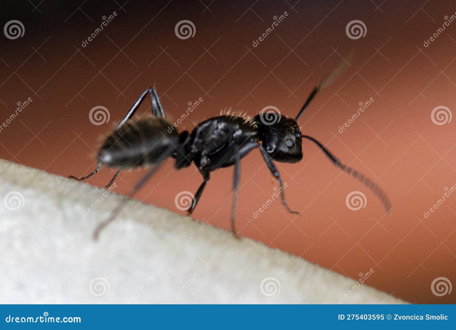Black Ant in step stock image. Image of wildlife, macro - 275403595
