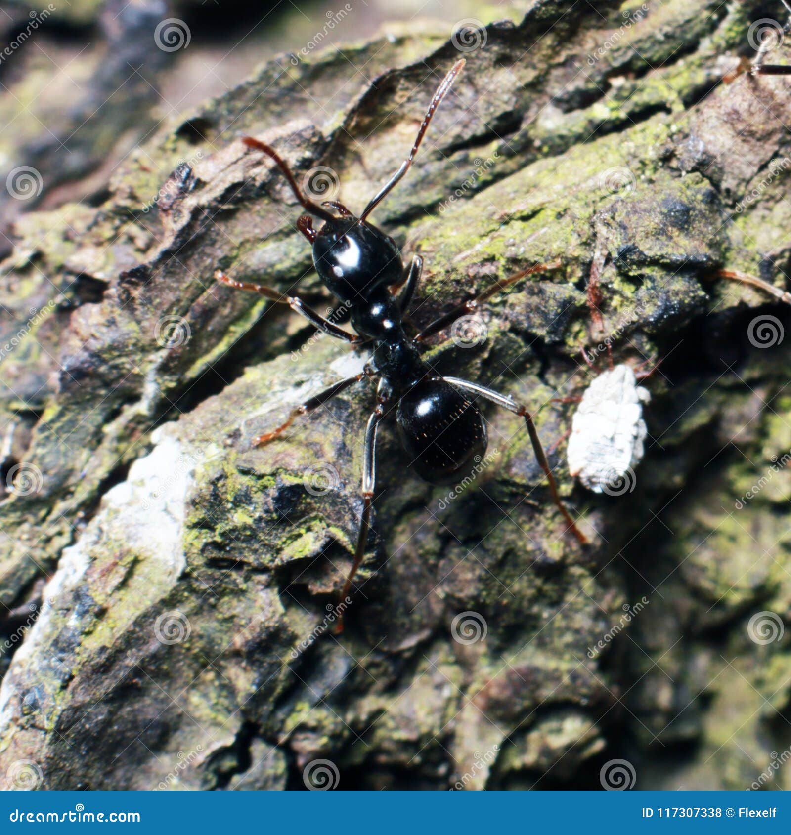 Black ant on tree bark. stock photo. Image of moves - 117307338
