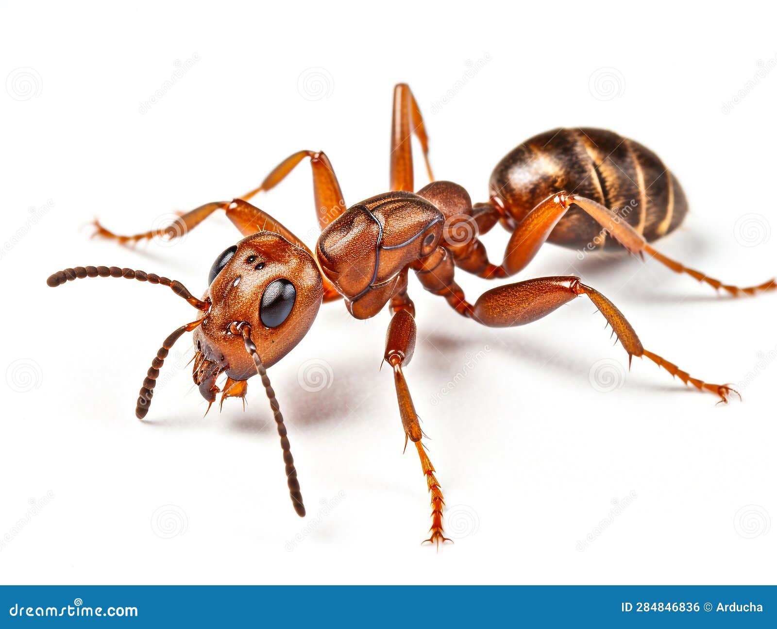 Black Ant White Background High Detail Images Stock Illustration ...
