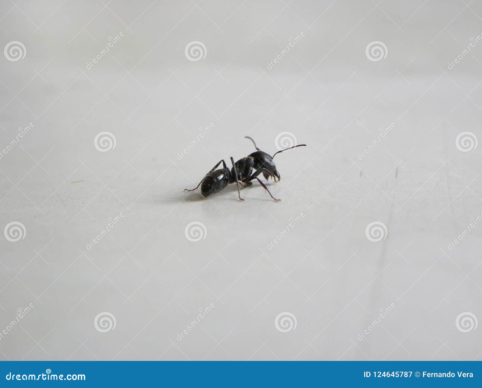 A Black Ant on a White Surface. Stock Image - Image of back, surface ...