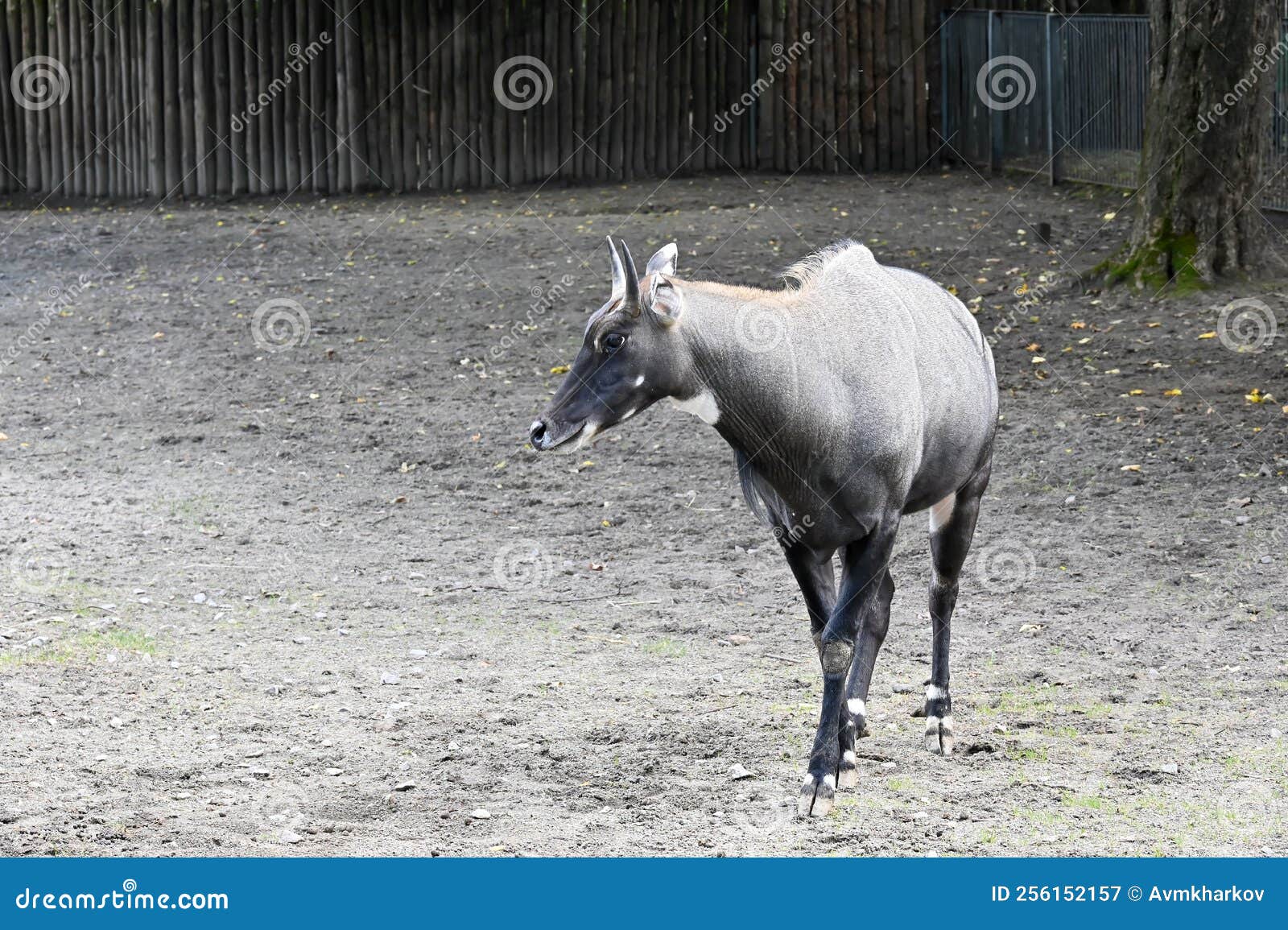 Black antelope stock image. Image of black, pasture - 256152157