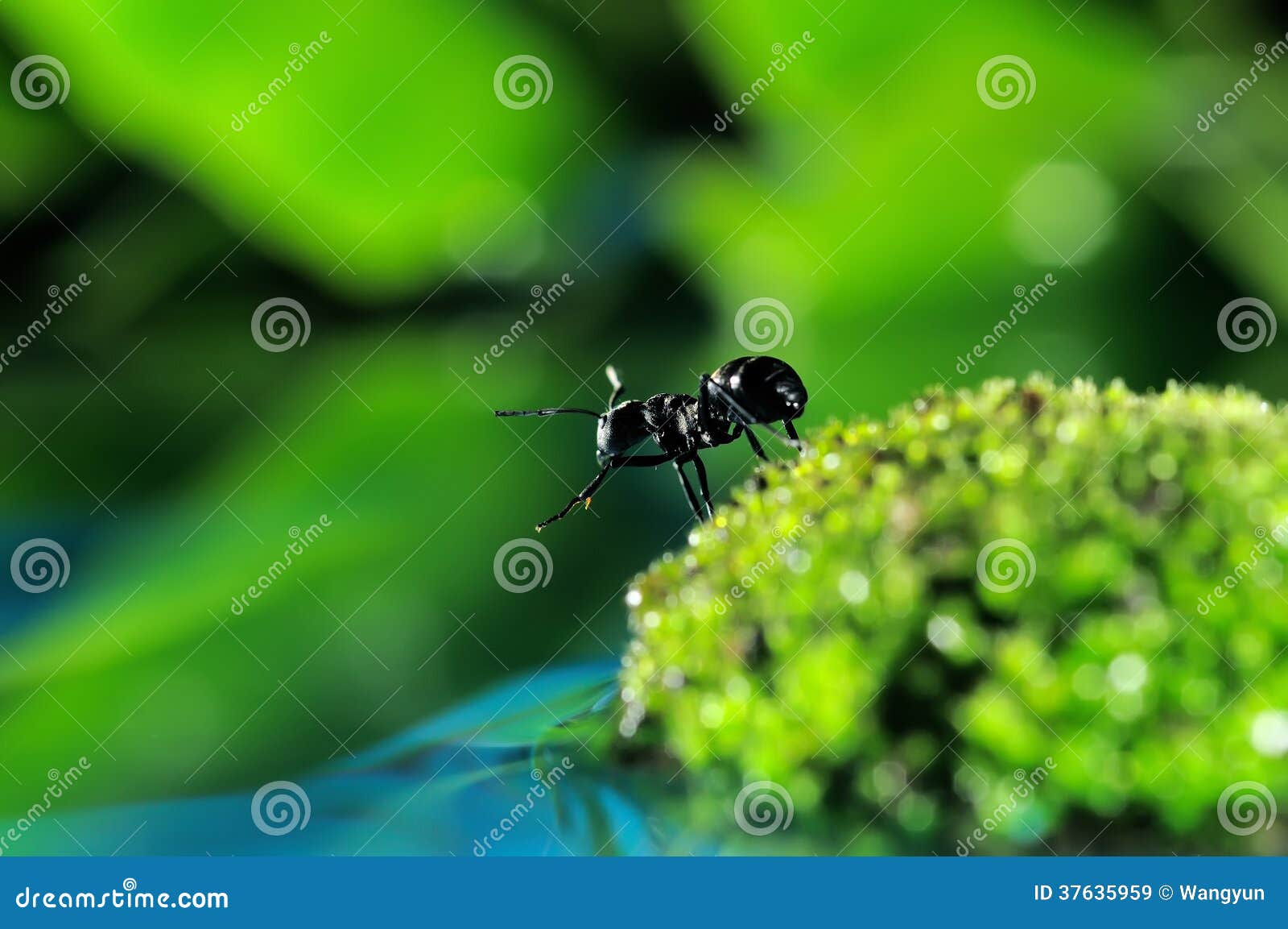 Black Ants On Blue Plastic. Blurry Background. On The Plantation. Stock ...