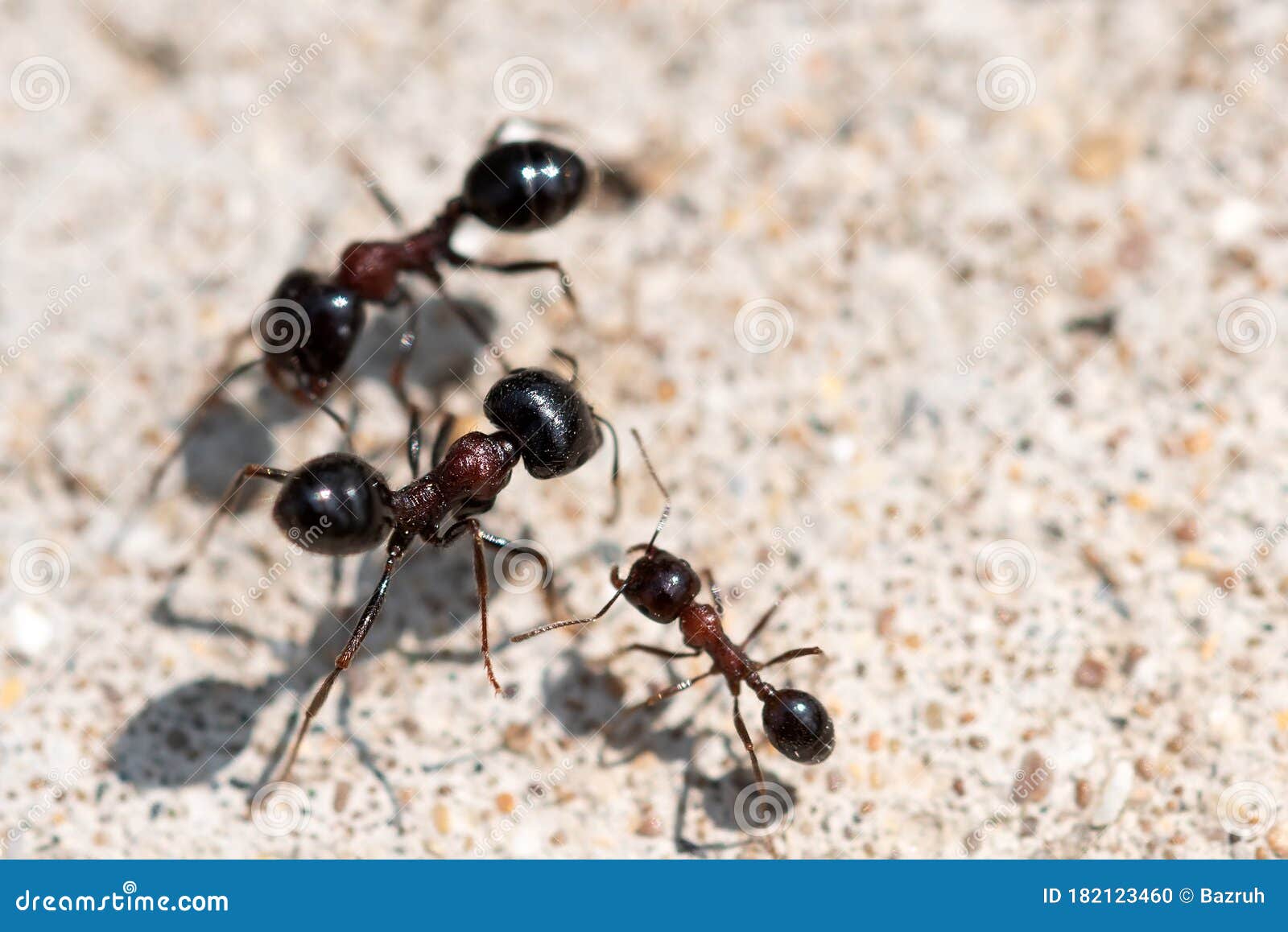 Black Ants Fight. Warriors for Survival Stock Photo - Image of insect ...