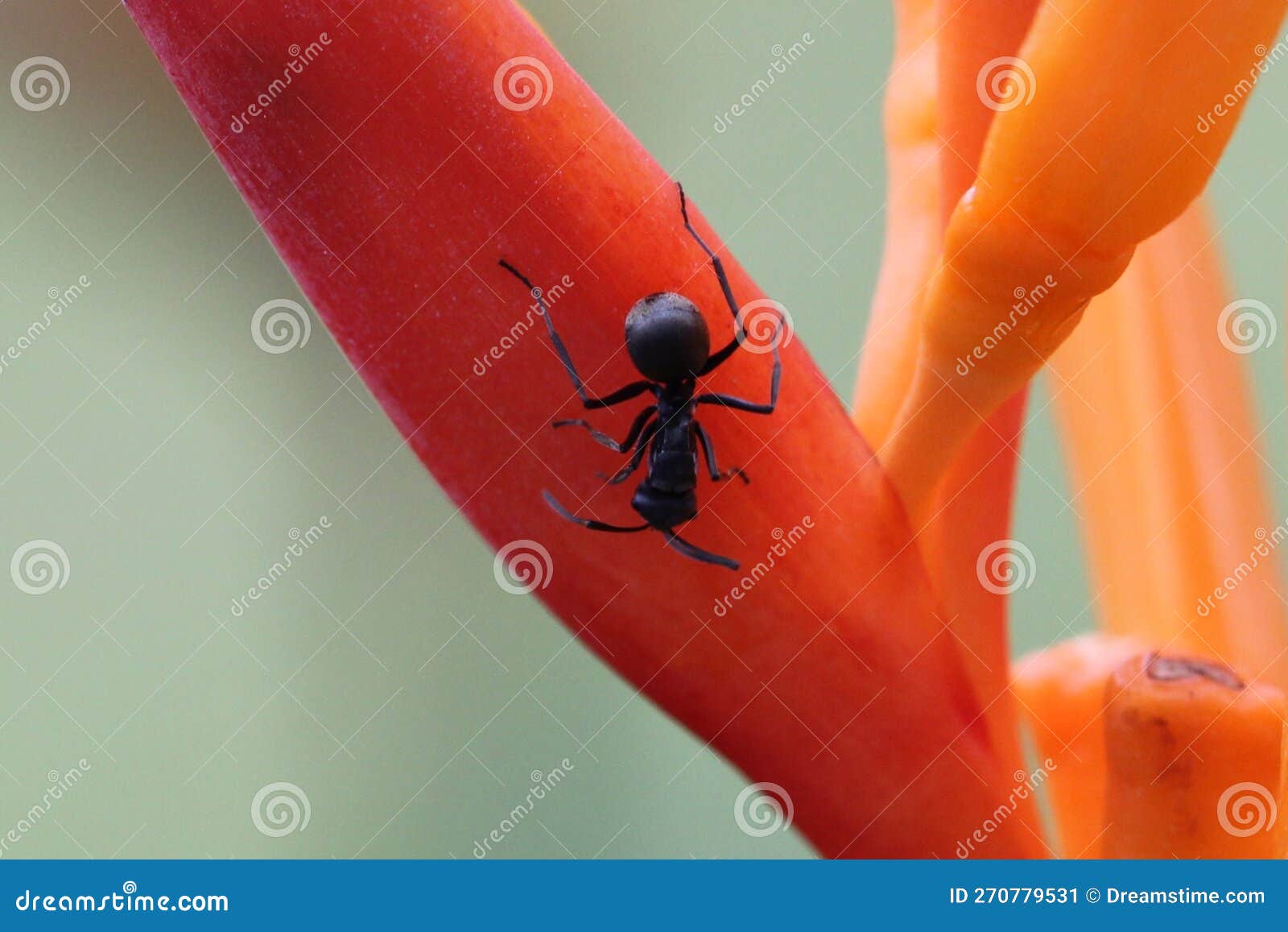 Black Ants in the Flower, Polyhachis Dives Stock Image - Image of ...