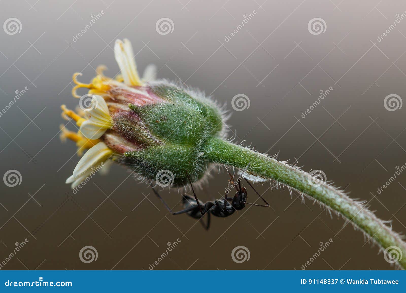 Black Ants, Grass, Black Ant on Grass . Stock Image - Image of isolated ...