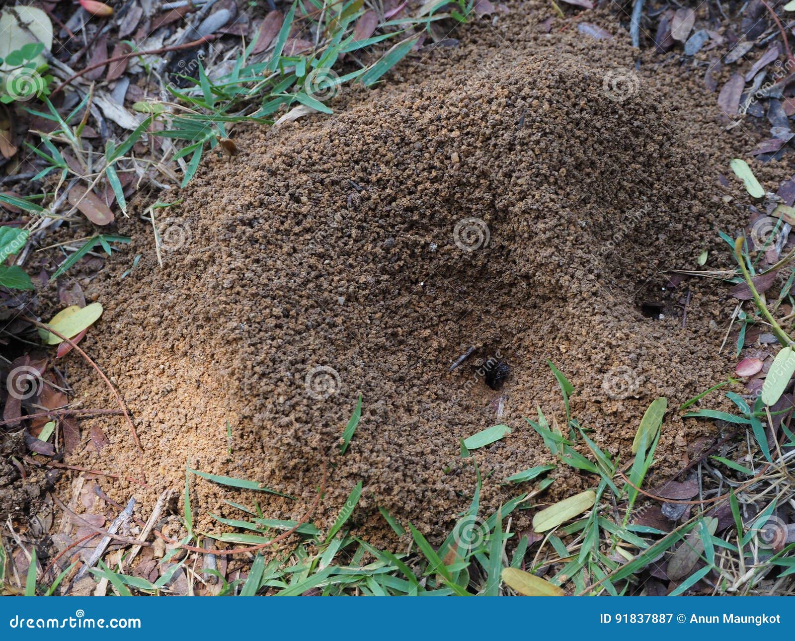 Black Ants Help the Earth Dig the Soil Stock Image - Image of hollow ...