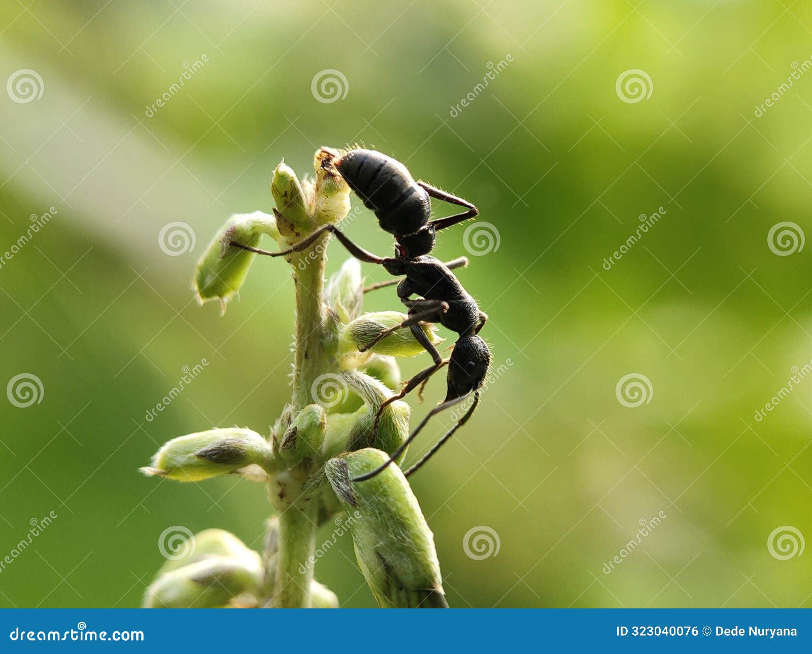 Black Ants Hunt for Food in the Morning Stock Photo - Image of food ...