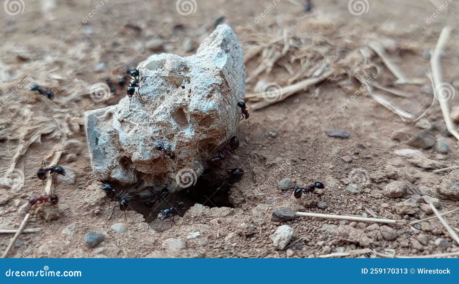 Ants moving on the ground stock video. Video of grass - 259170313