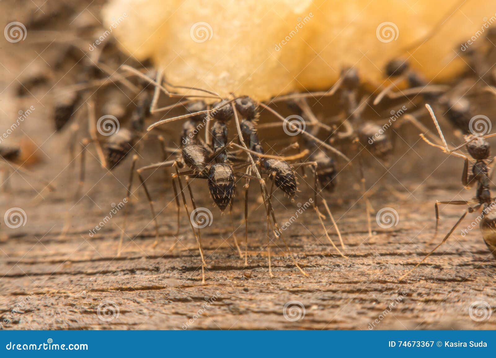 Black Ants are Spoiling Food. Stock Image - Image of small, macro: 74673367
