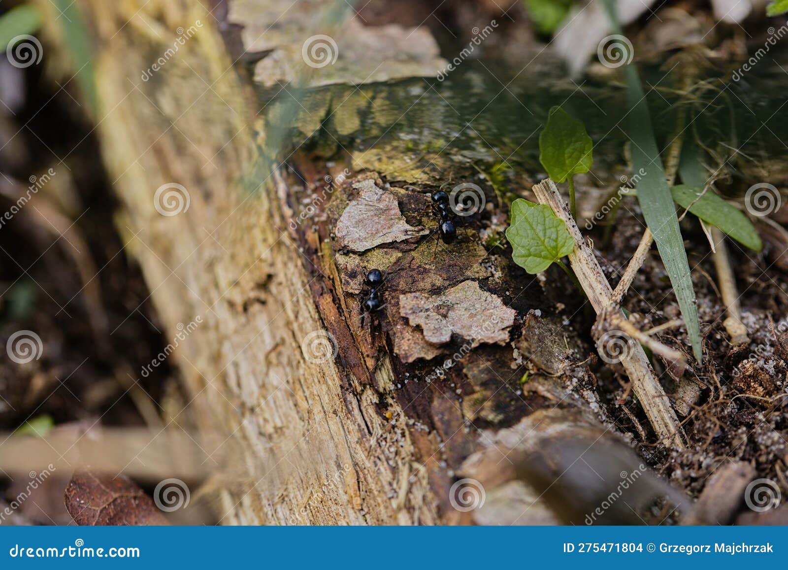 Black Ants Walking on an Old Tree Trunk in the Forest Stock Photo ...