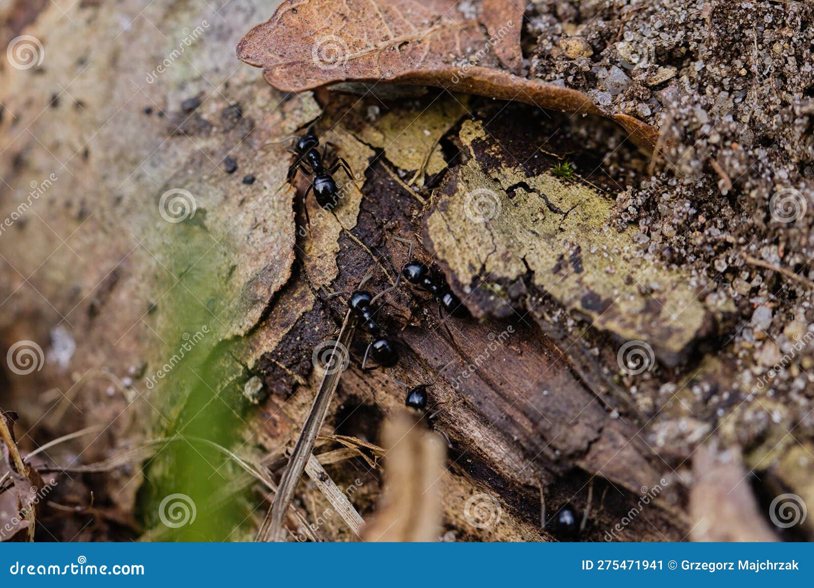 Black Ants Walking on an Old Tree Trunk in the Forest Stock Image ...