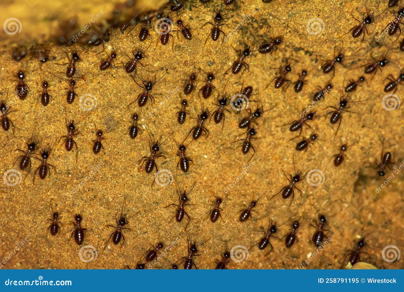 Black ant ware migratory stock image. Image of scratch - 258791195