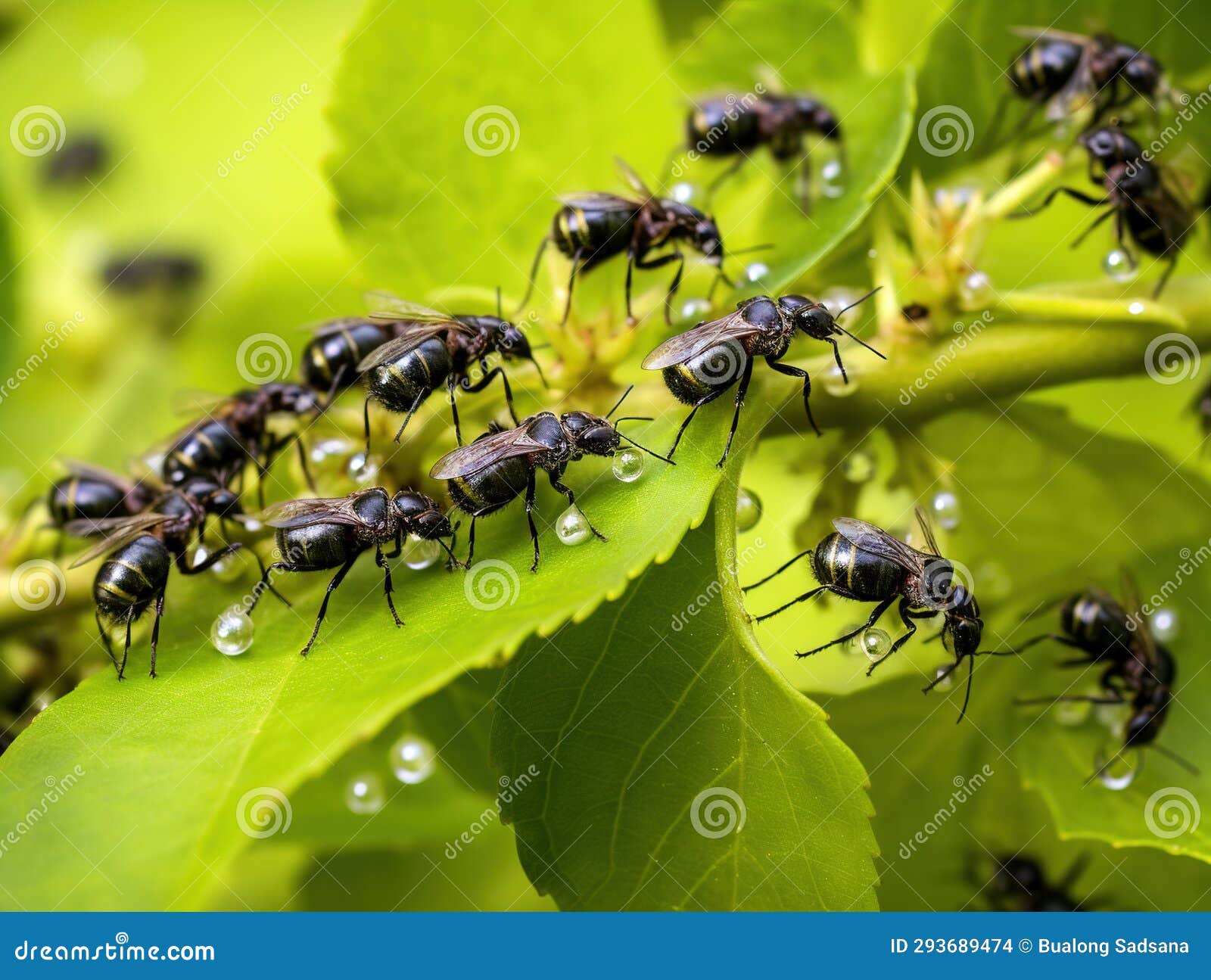 Black Aphid Insect Spreading Its Legs And Antennae Stock Photography ...
