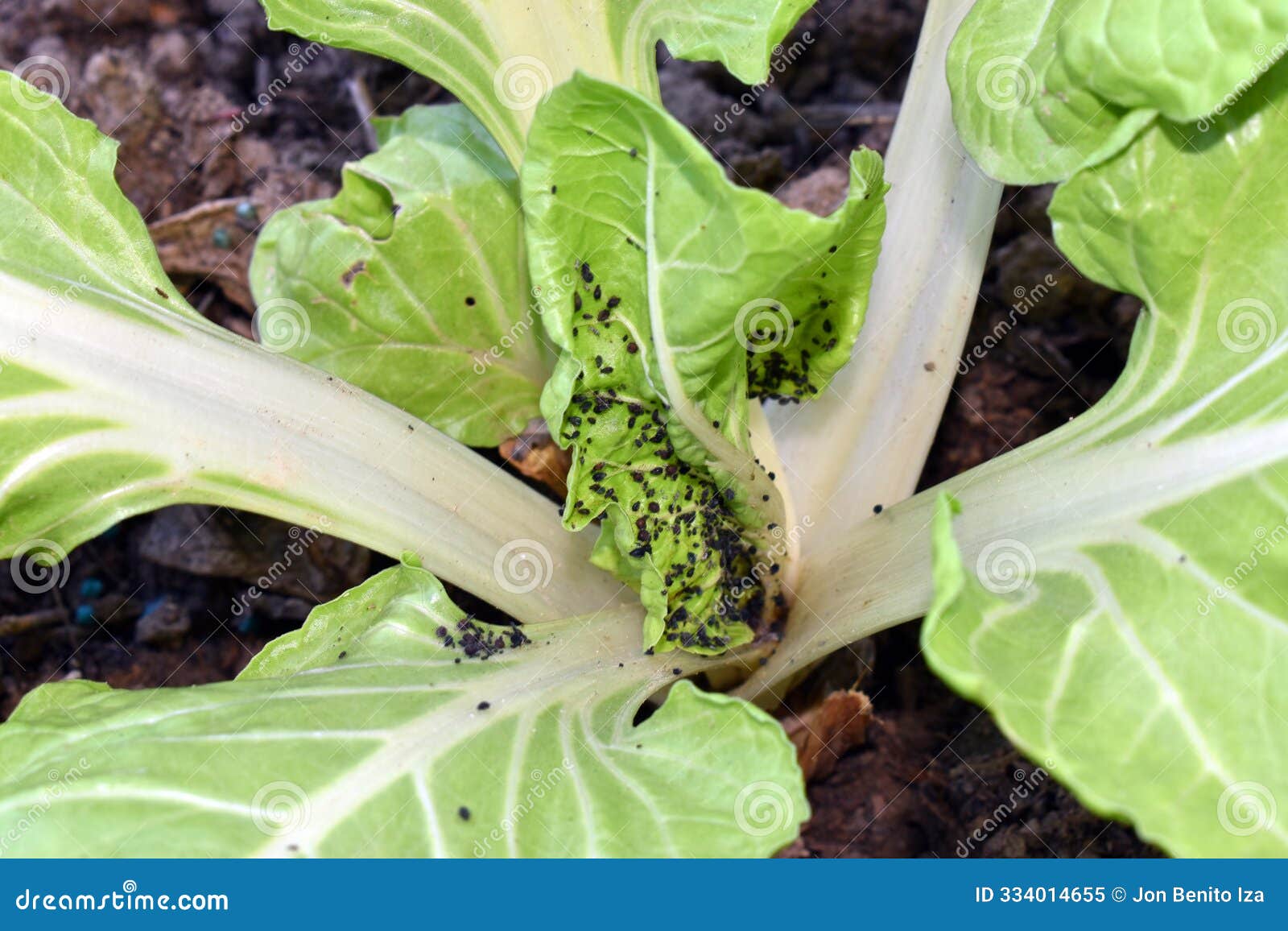 Black Aphid Or Plant Louse On Green Mango Leaf In Garden Nature ...
