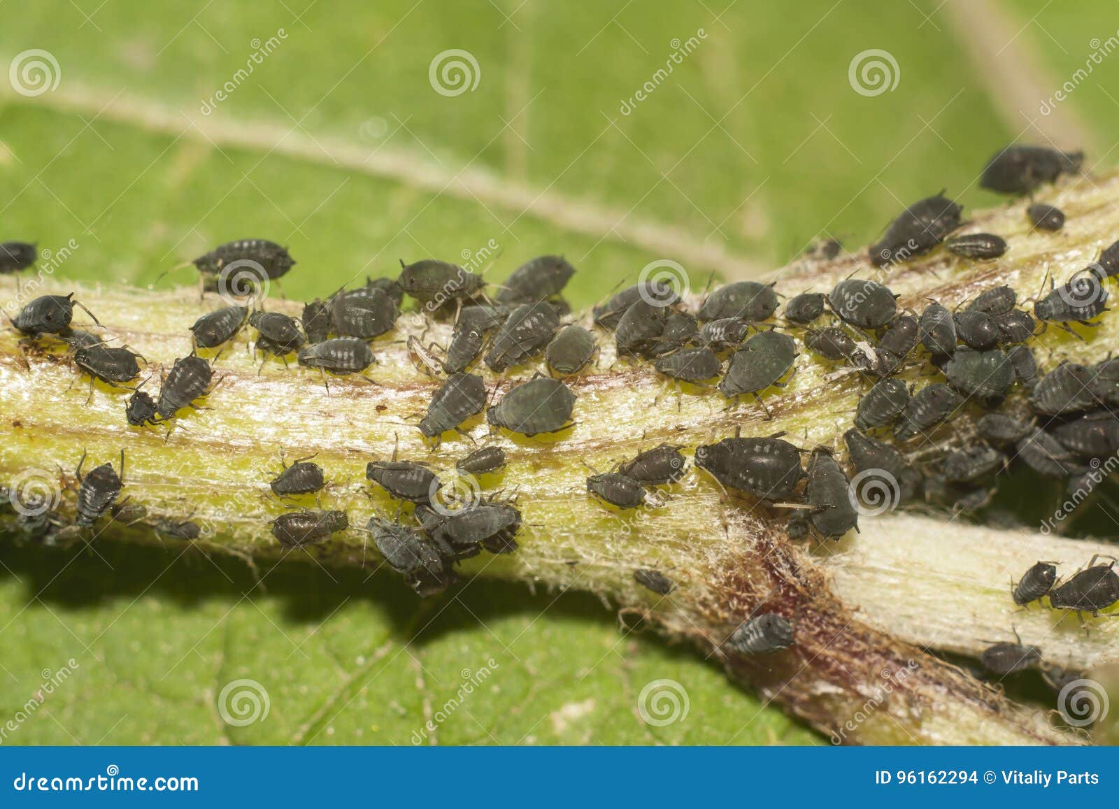 Black Aphid On The Grass Or Stem. Family Of Aphis Damaging Garden ...
