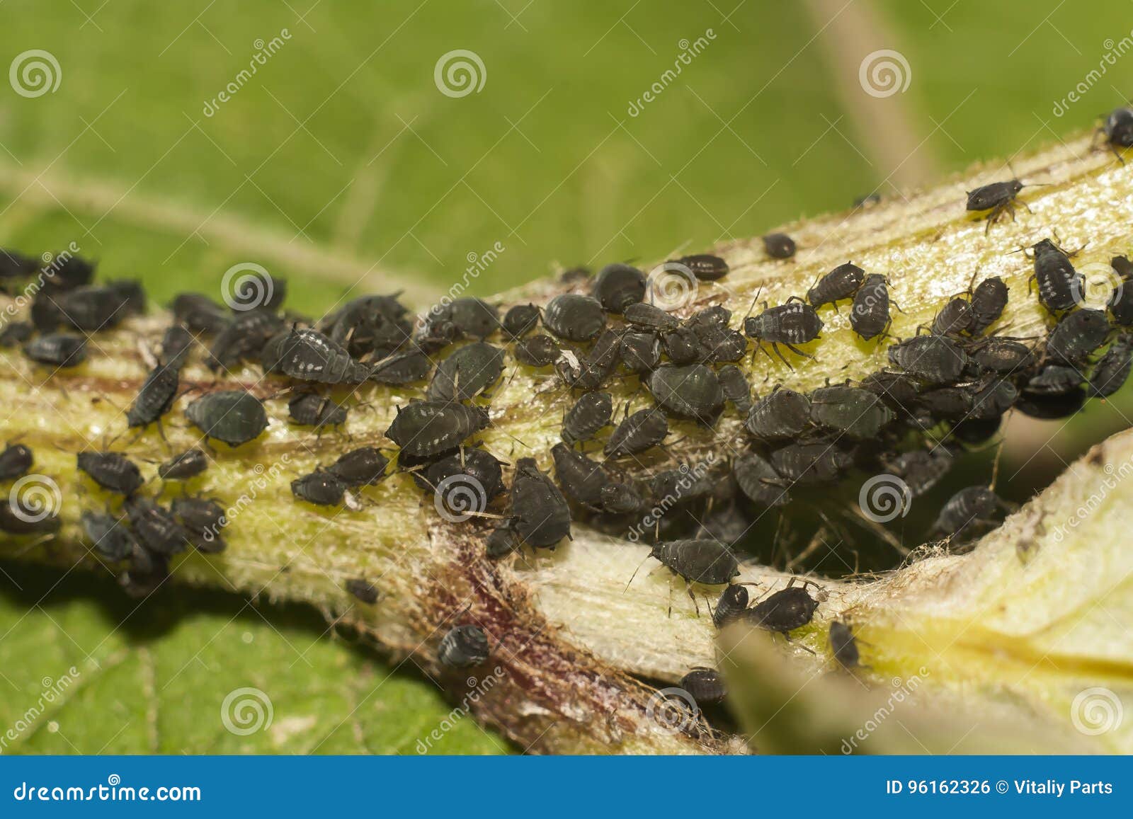 Black aphid closeup stock photo. Image of louse, nature - 96162326