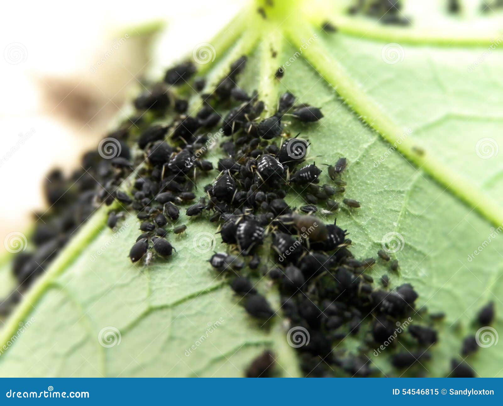Black Aphid infestation 2 stock image. Image of black - 54546815