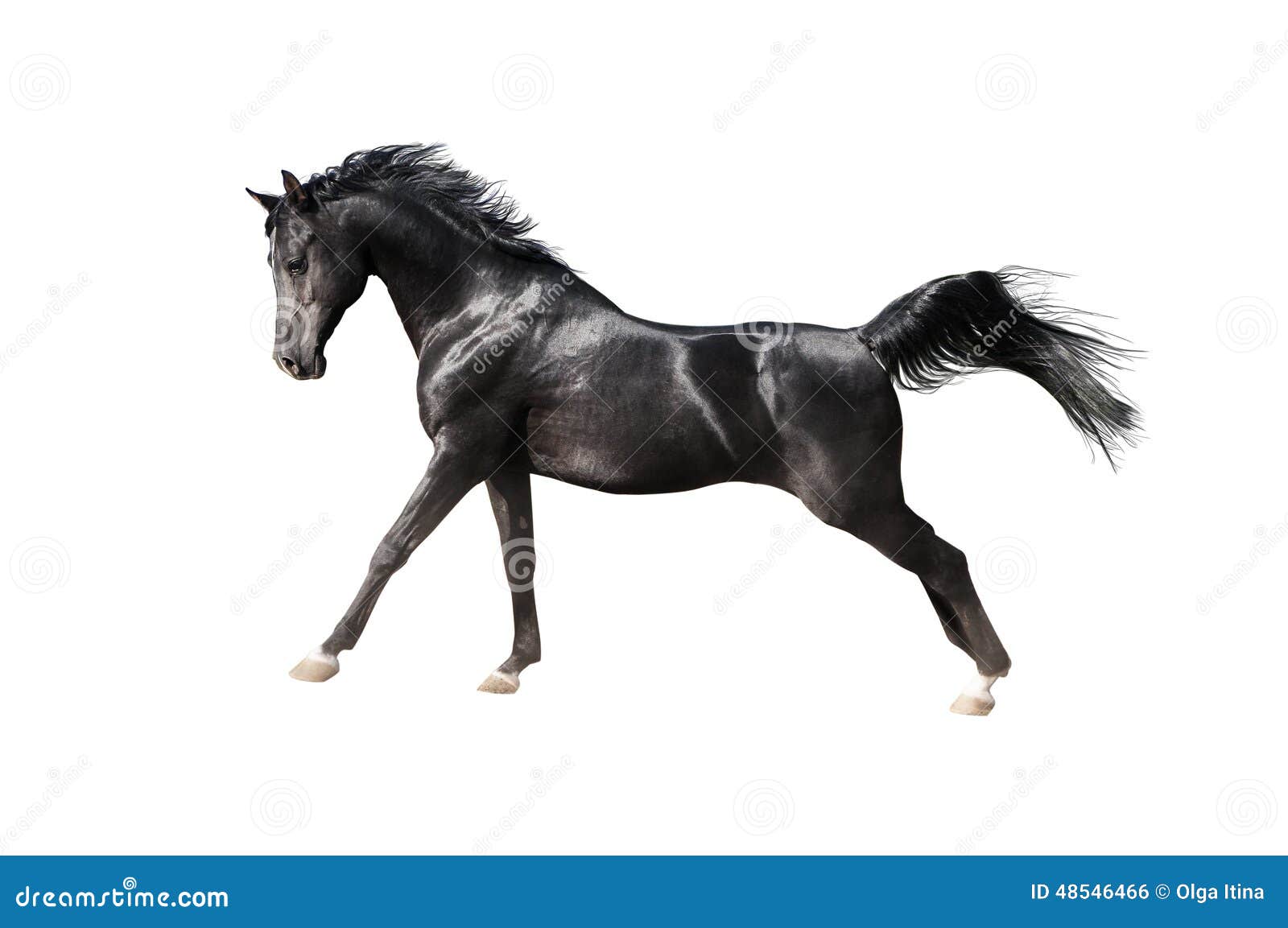 Black Arabian Horse Isolated on White Stock Photo - Image of arabian ...