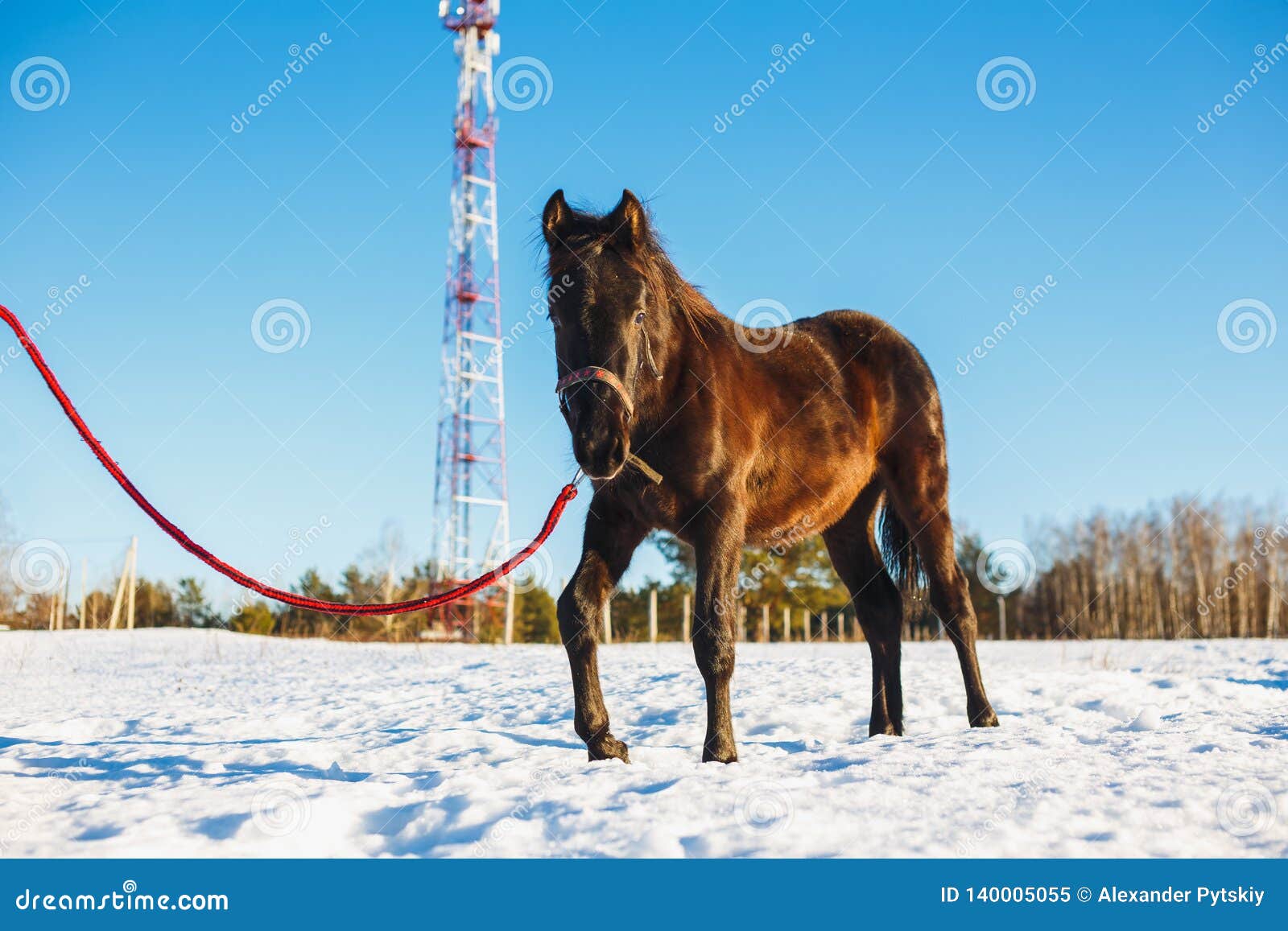 Black Arabian Stallion Walking in the Snow in a Field Stock Image ...