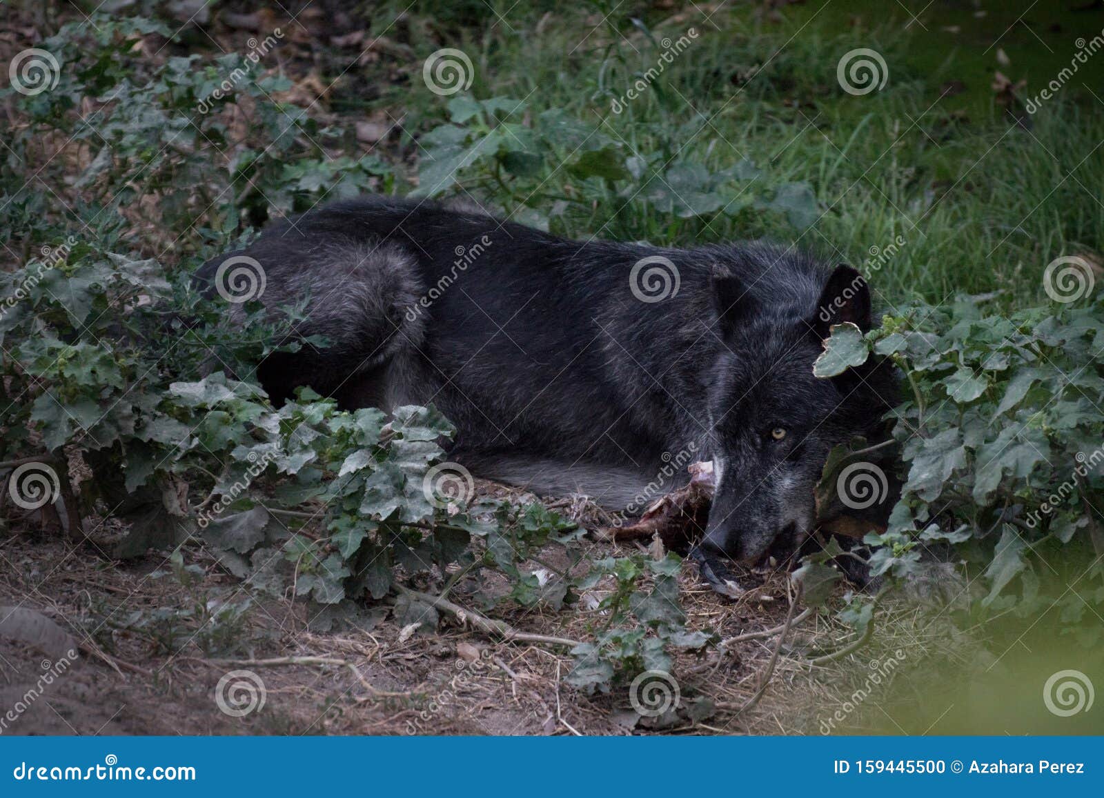 Black Arctic Wolf Eating Boar Stock Photo - Image of arctic, grass ...