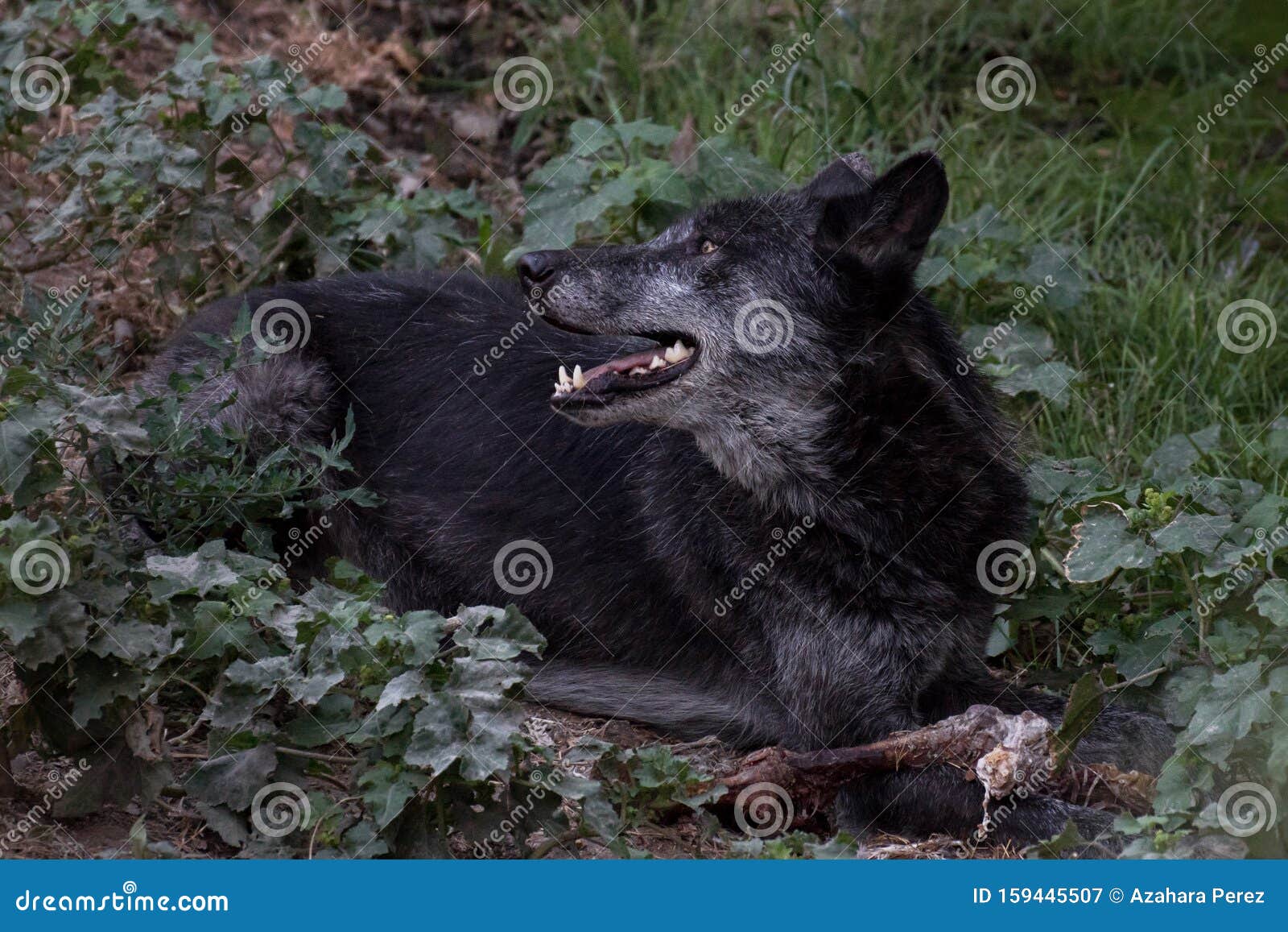 Black Arctic Wolf Eating Boar Stock Image - Image of portrait, black ...