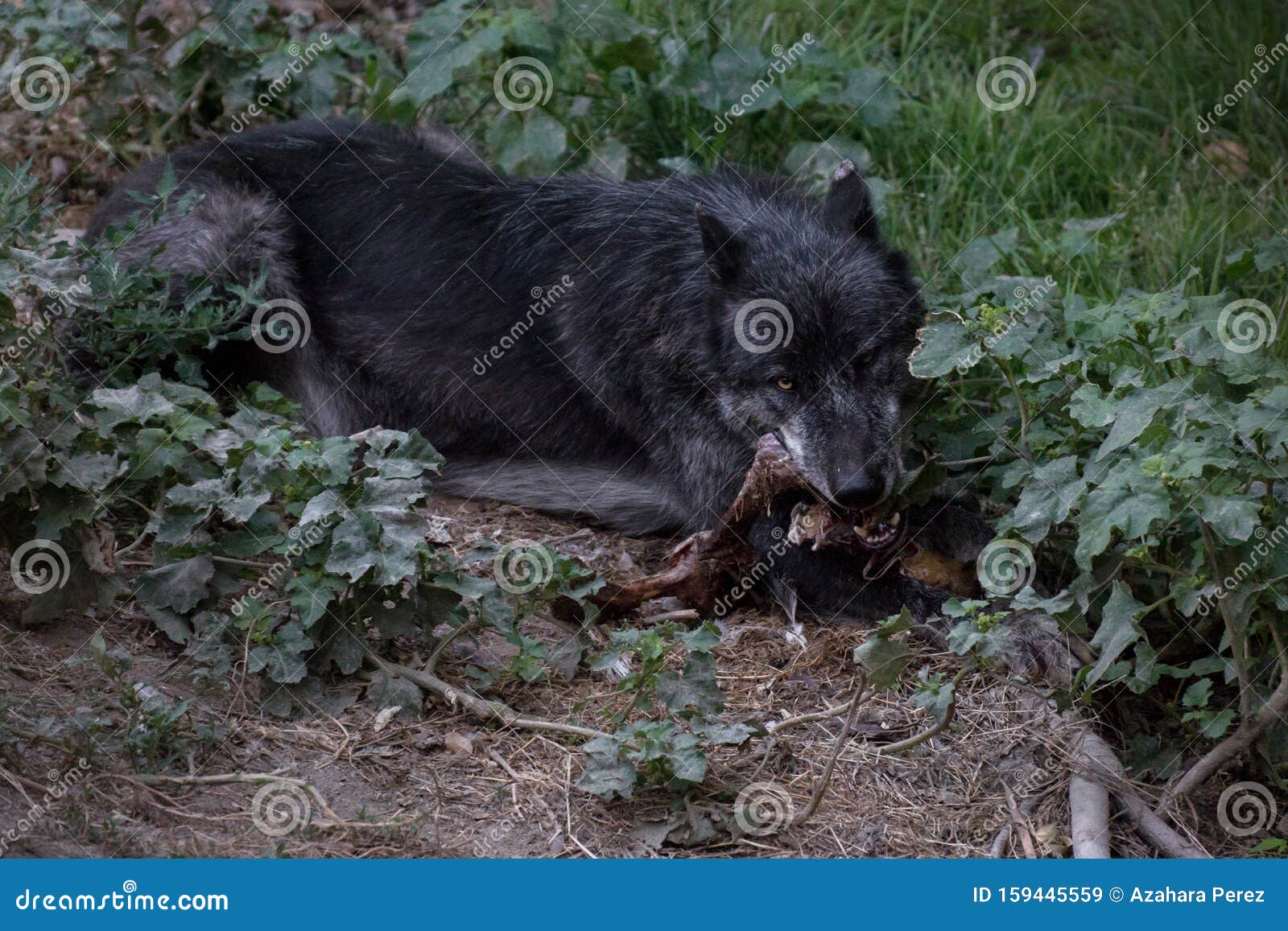 Black Arctic Wolf Eating Boar Stock Image - Image of predator, portrait ...