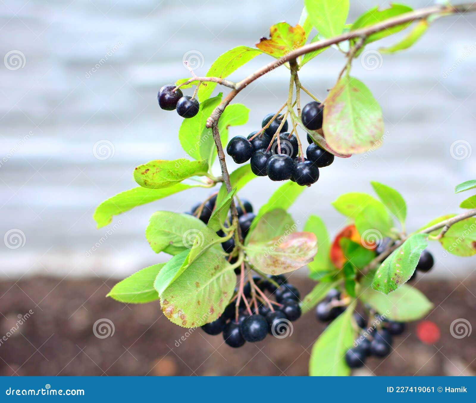 Black Aronia Berry Quince Growing Brush And Hidden Green Foliage On The ...