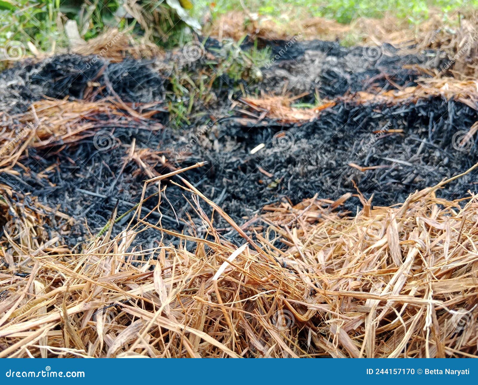 Black Ash from Burning Rice Straw Stock Photo - Image of straw, black ...