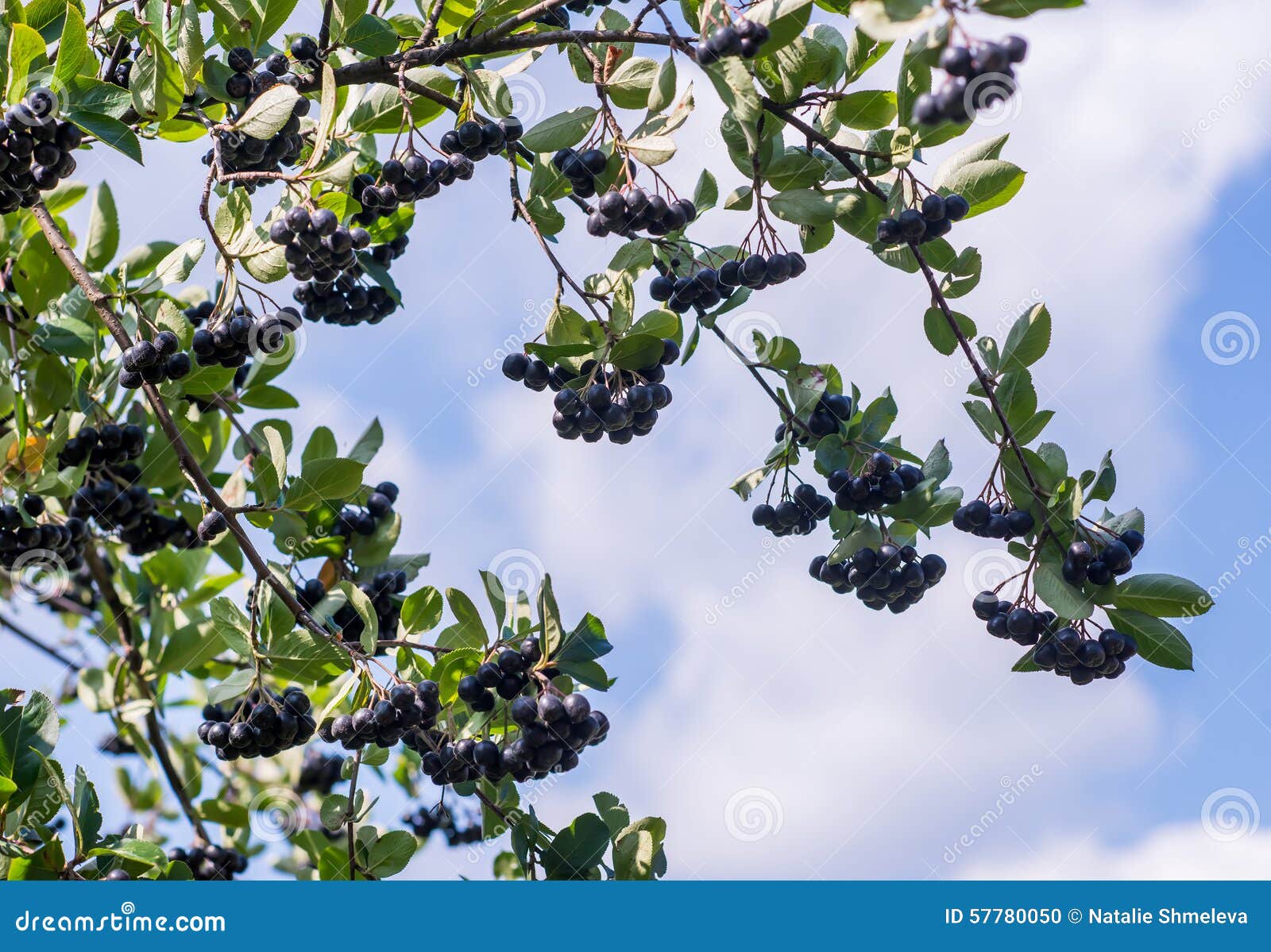 Black ash stock photo. Image of season, healthy, food - 57780050