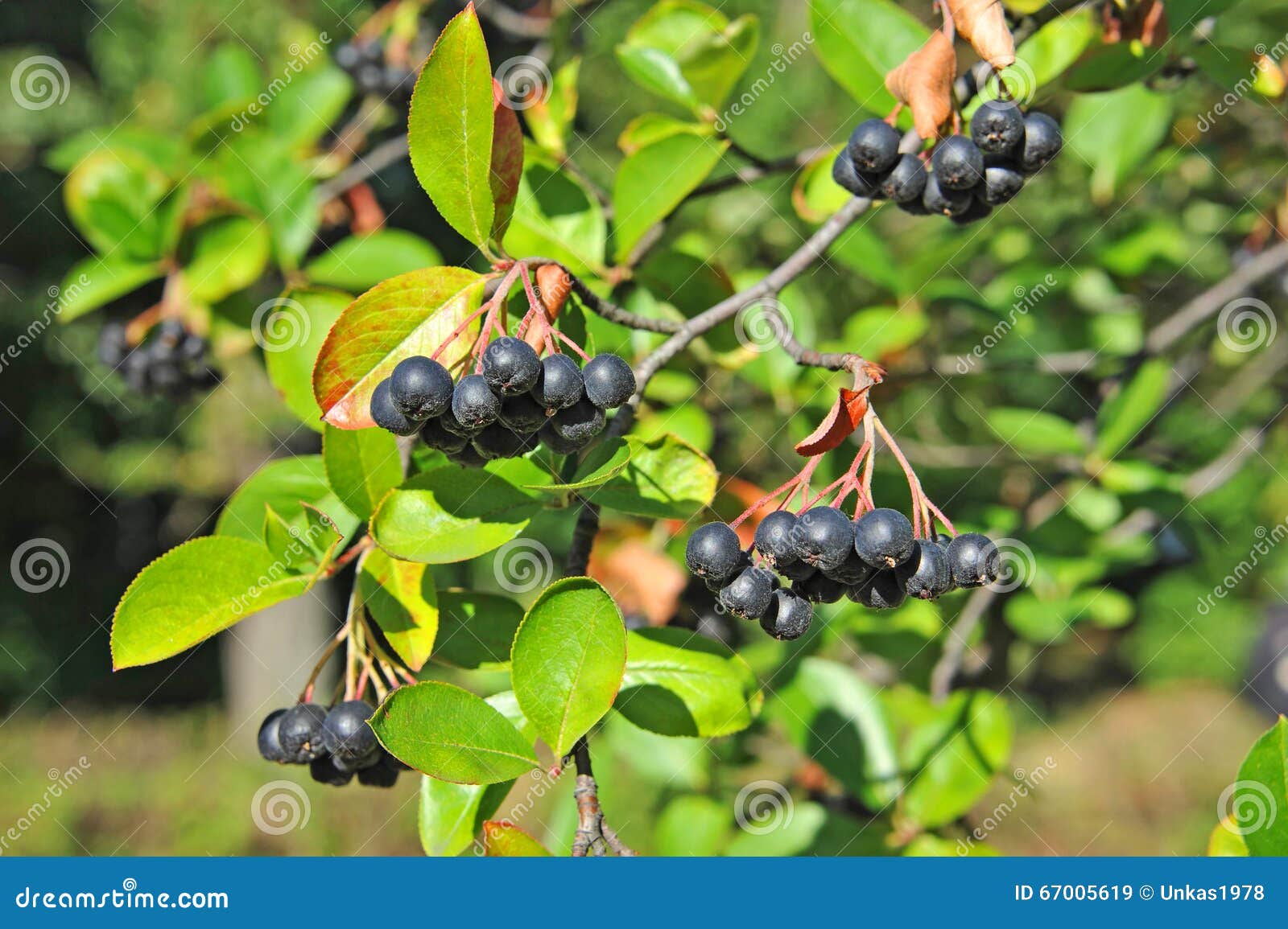 Black Ashberry (Aronia Melanocarpa) Stock Image - Image of calories ...