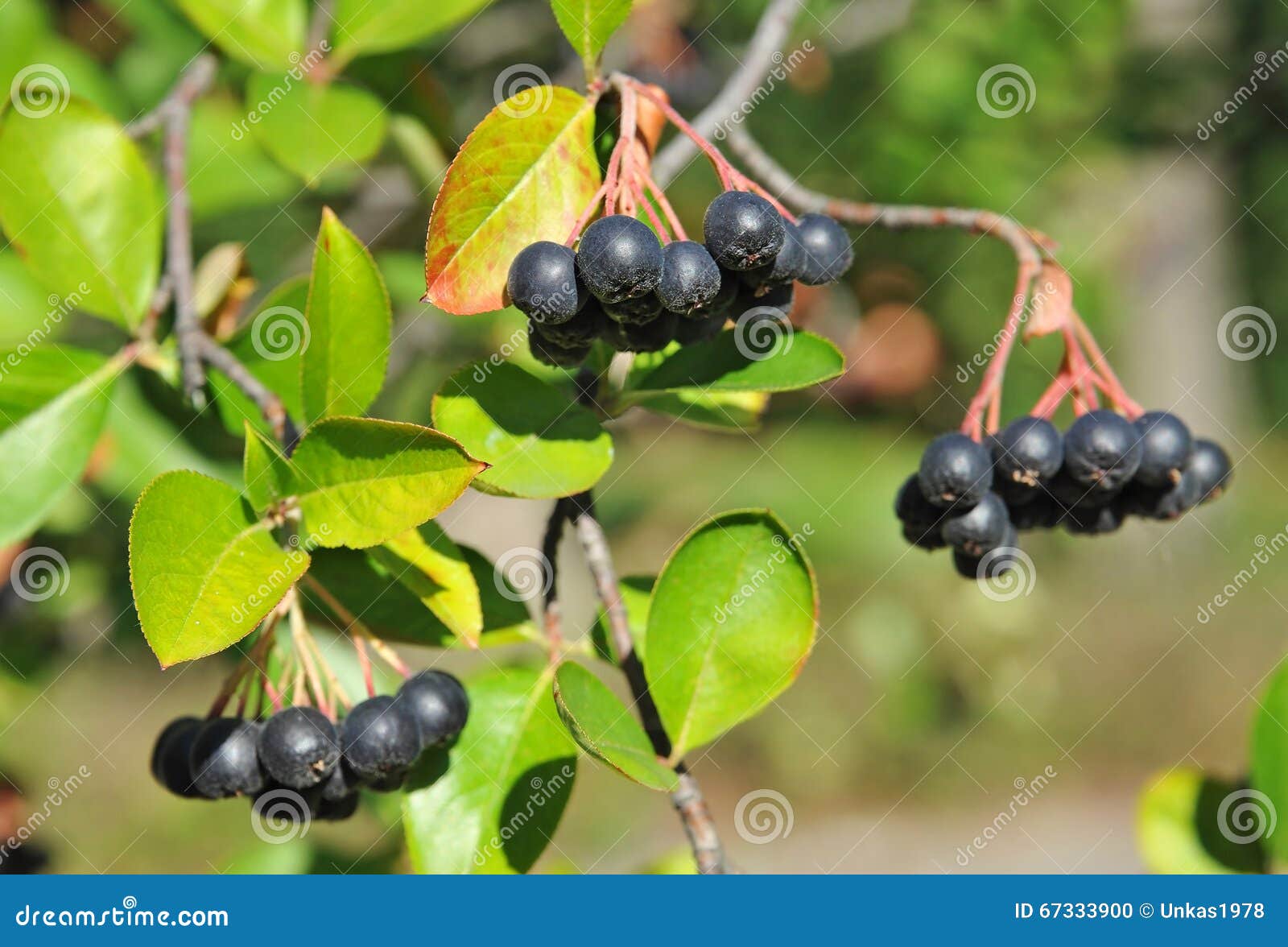 Black Ashberry (Aronia Melanocarpa) Stock Photo - Image of gardening ...