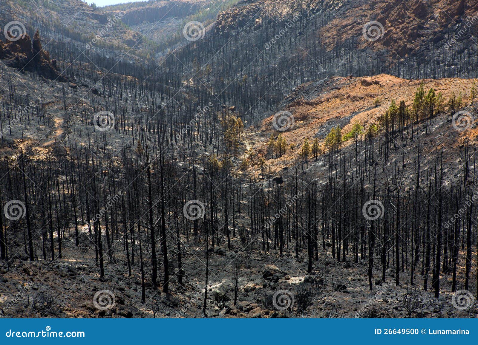 Black Ashes of Canary Pine after Forest Fire at Teide Stock Photo ...