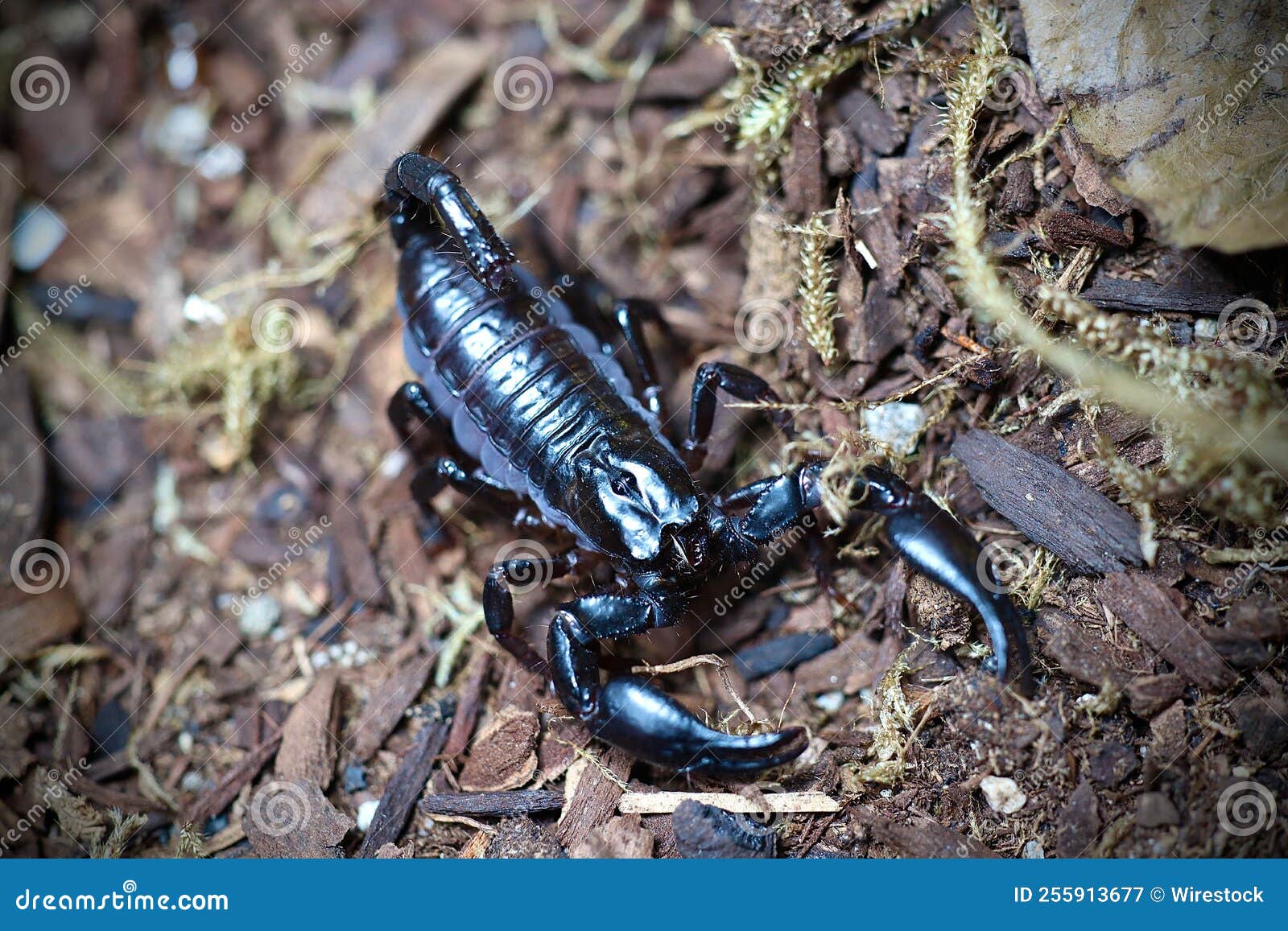 Black Asian Forest Scorpion (Heterometrus Spinifer) in Closeup Stock ...